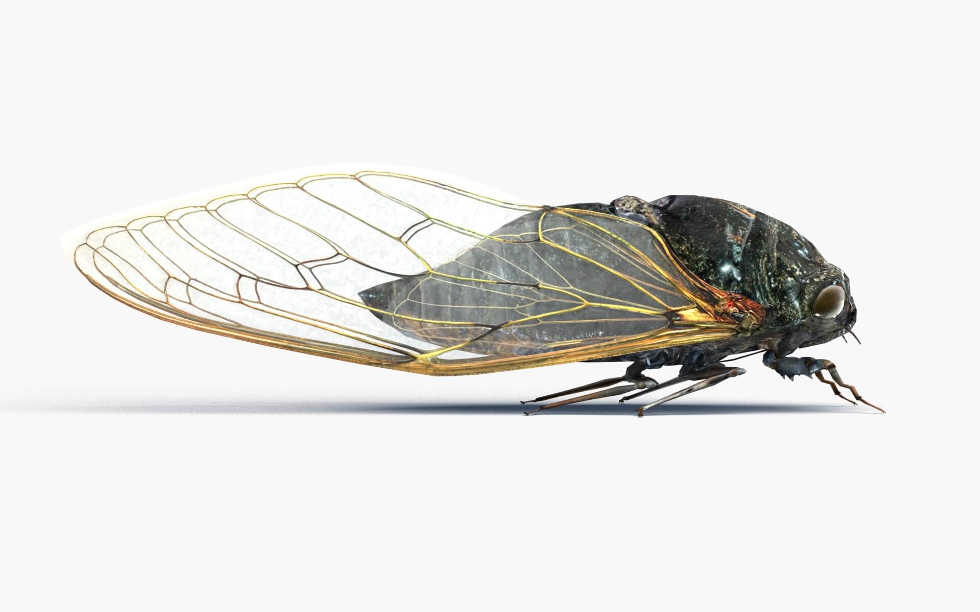 Cicada - 3D Model by tomoplace