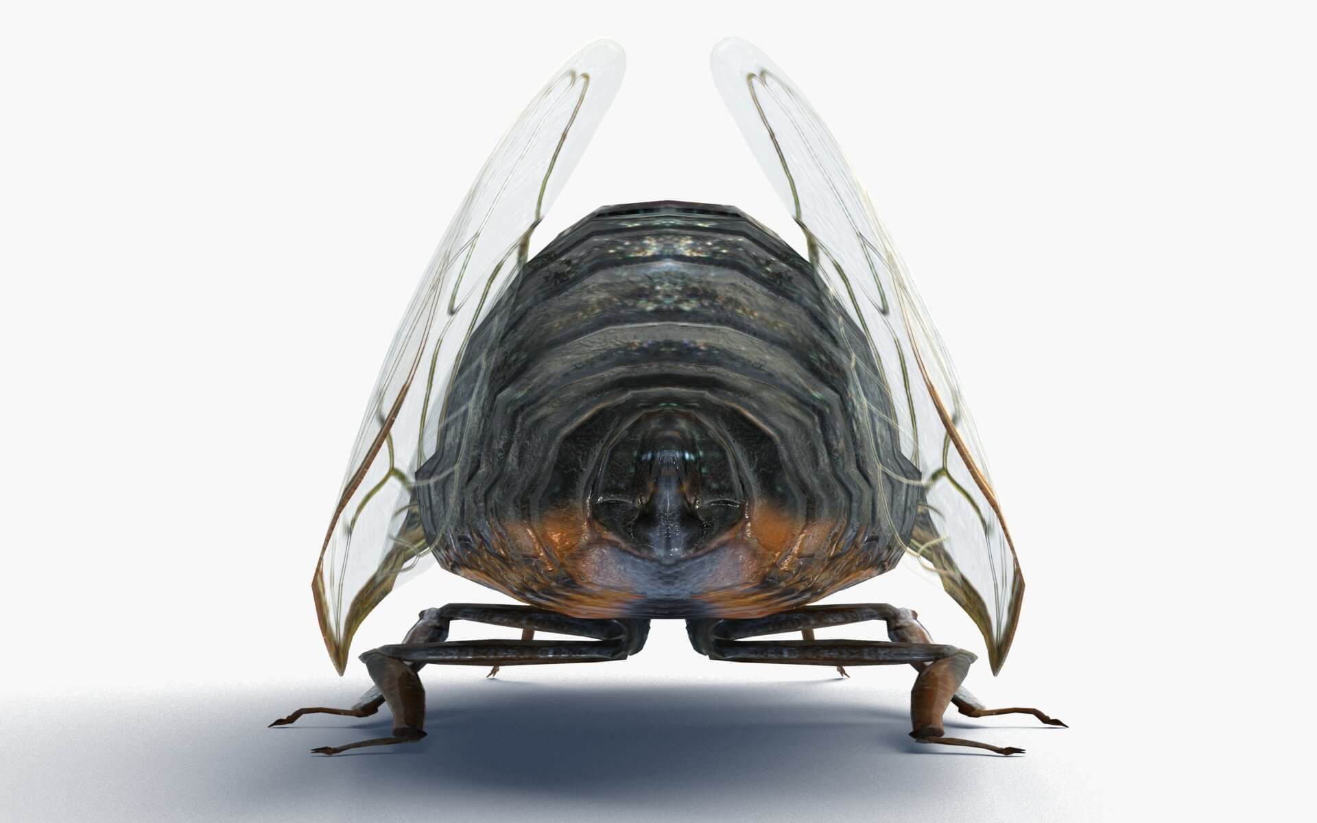 Cicada - 3D Model by tomoplace