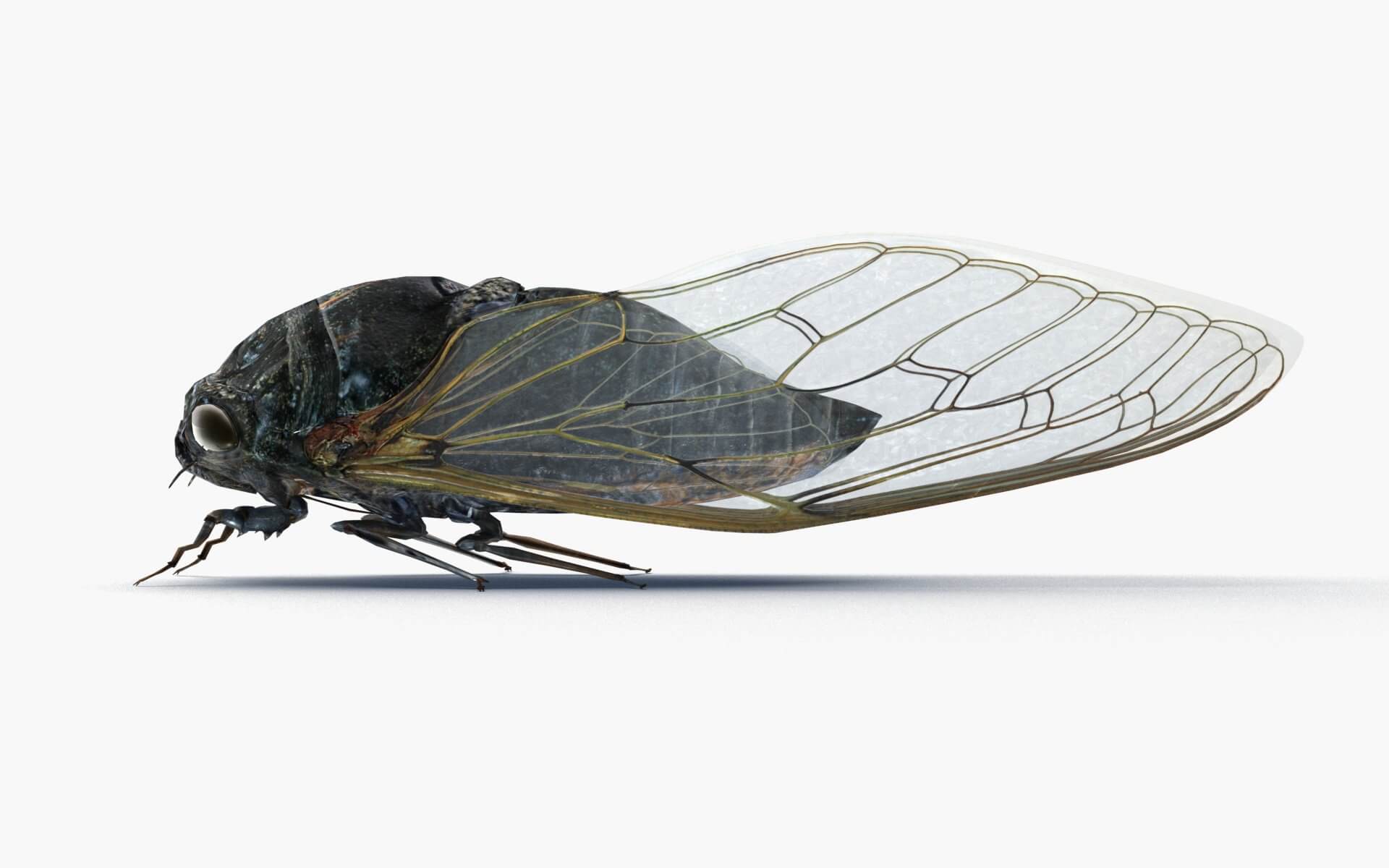 Cicada - 3D Model by tomoplace