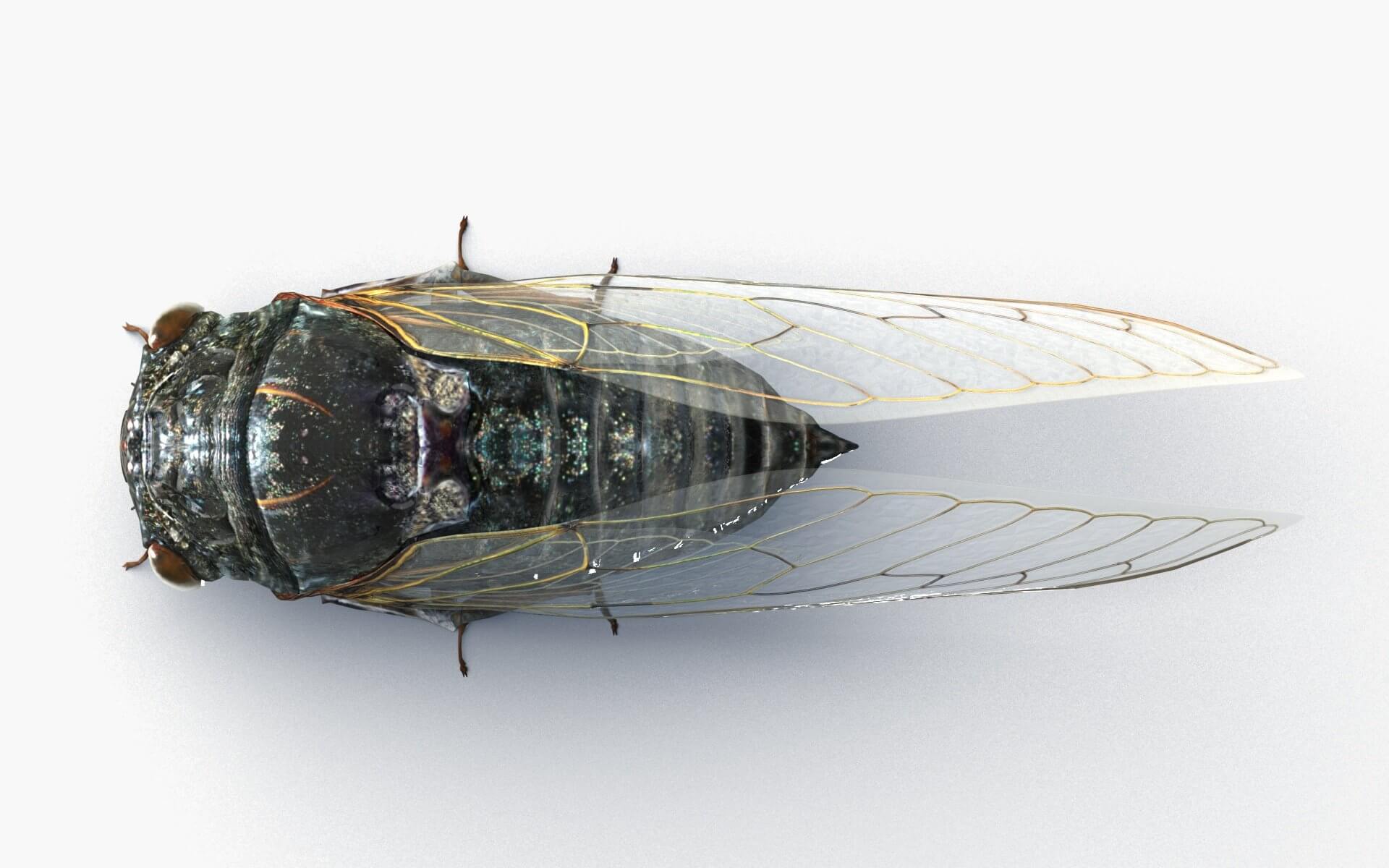 Cicada - 3D Model by tomoplace