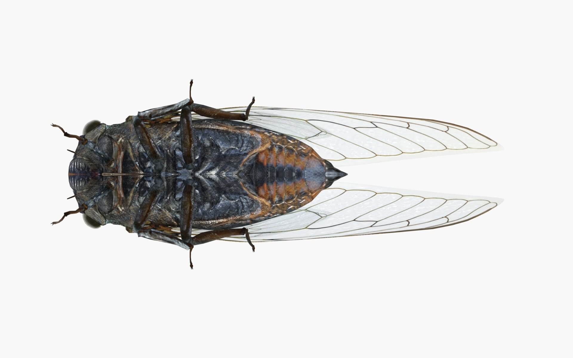 Cicada - 3D Model by tomoplace