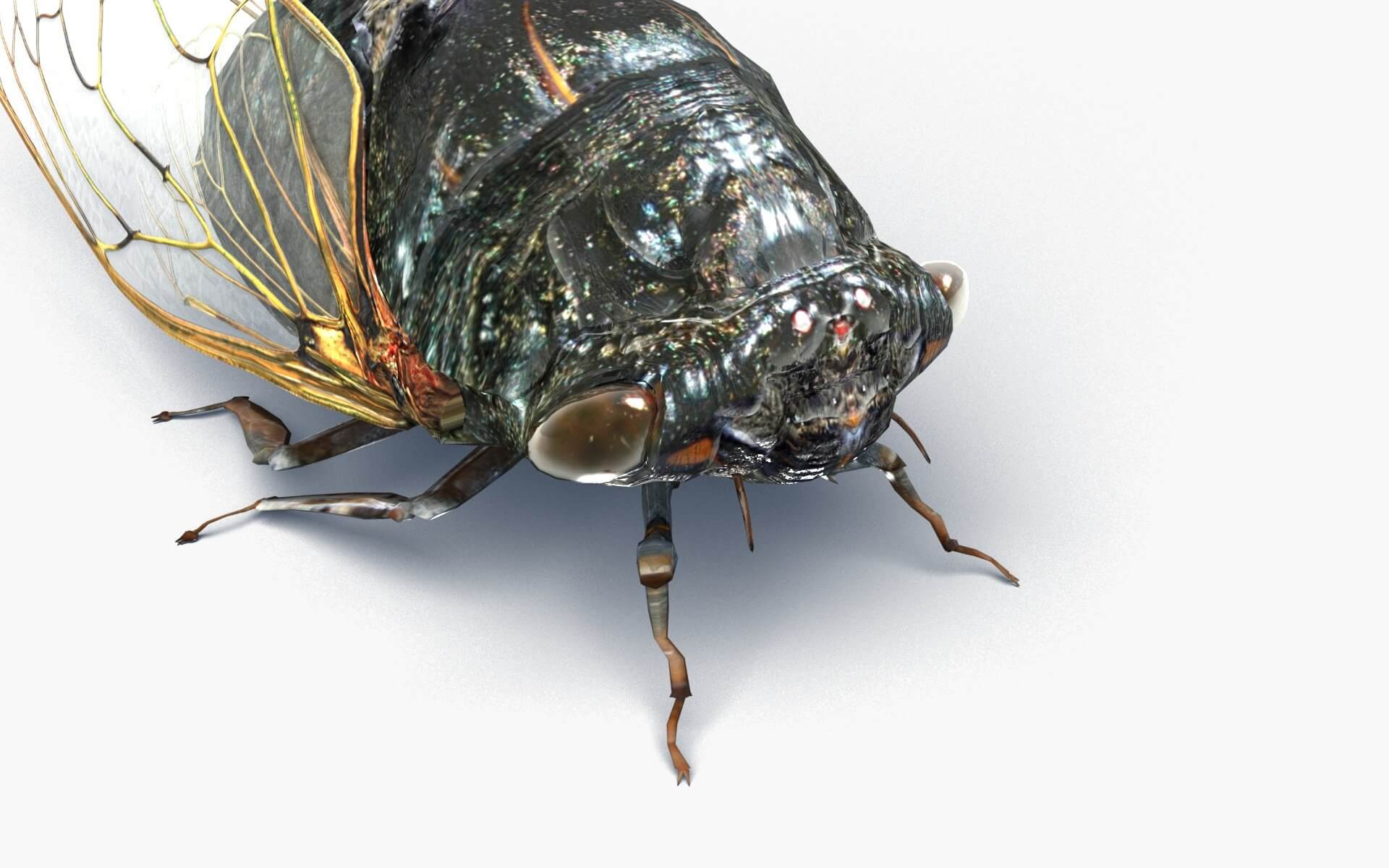 Cicada - 3D Model by tomoplace