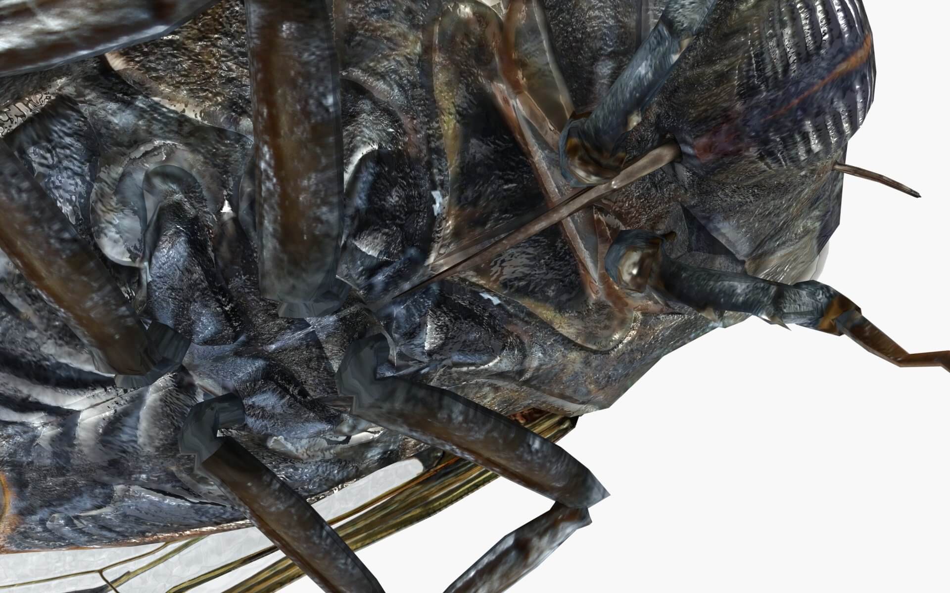 Cicada - 3D Model by tomoplace