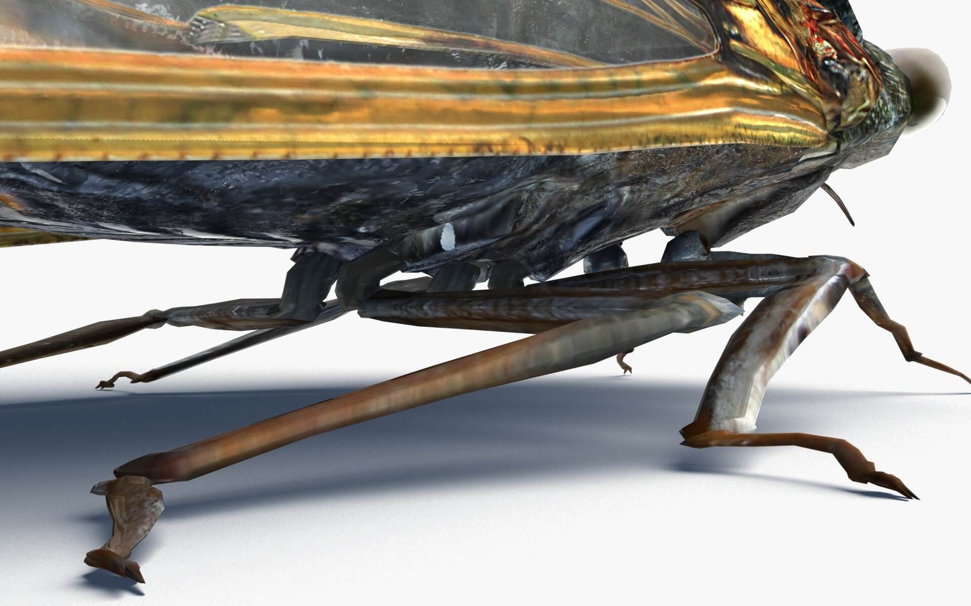 Cicada - 3D Model by tomoplace