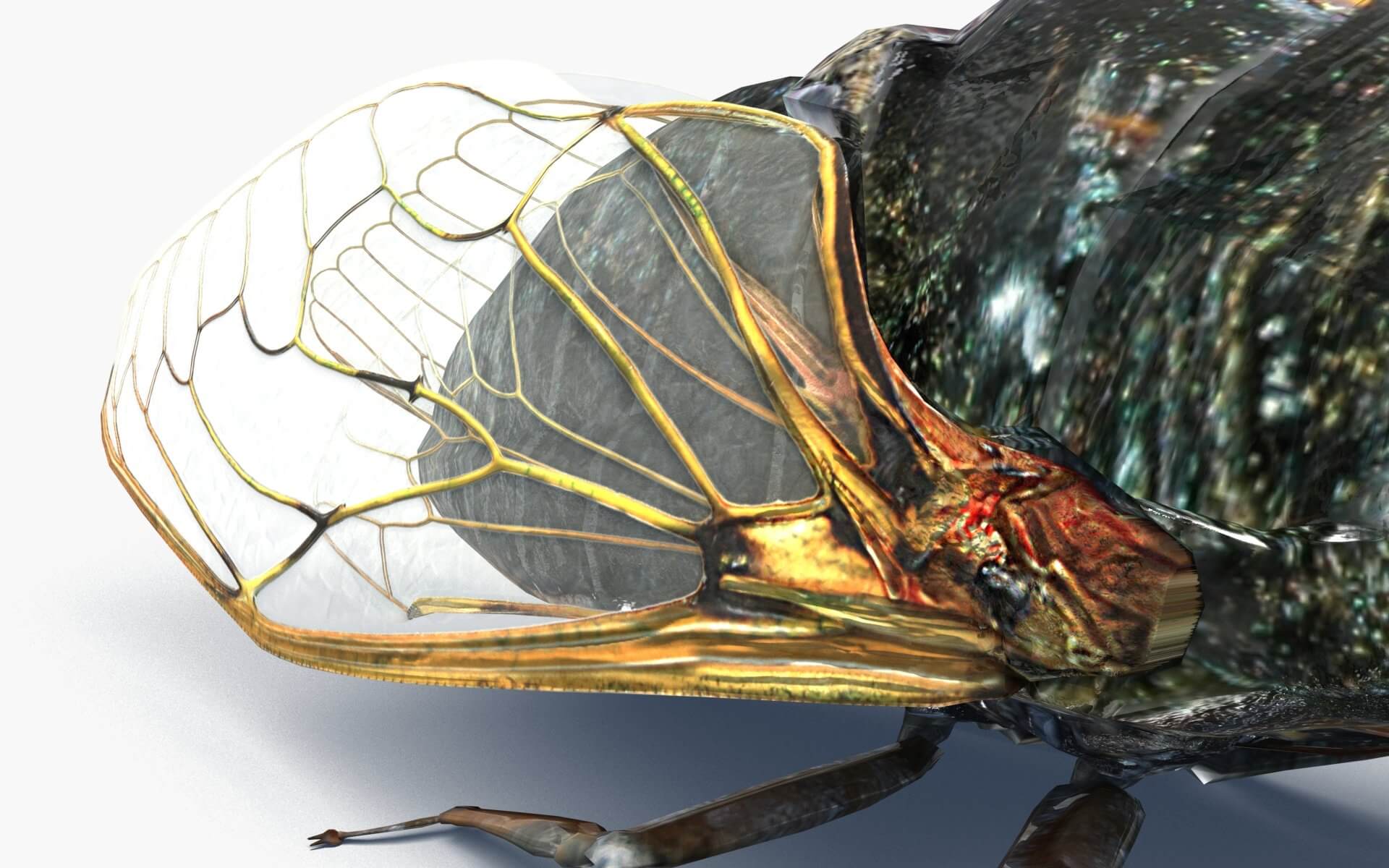 Cicada - 3D Model by tomoplace