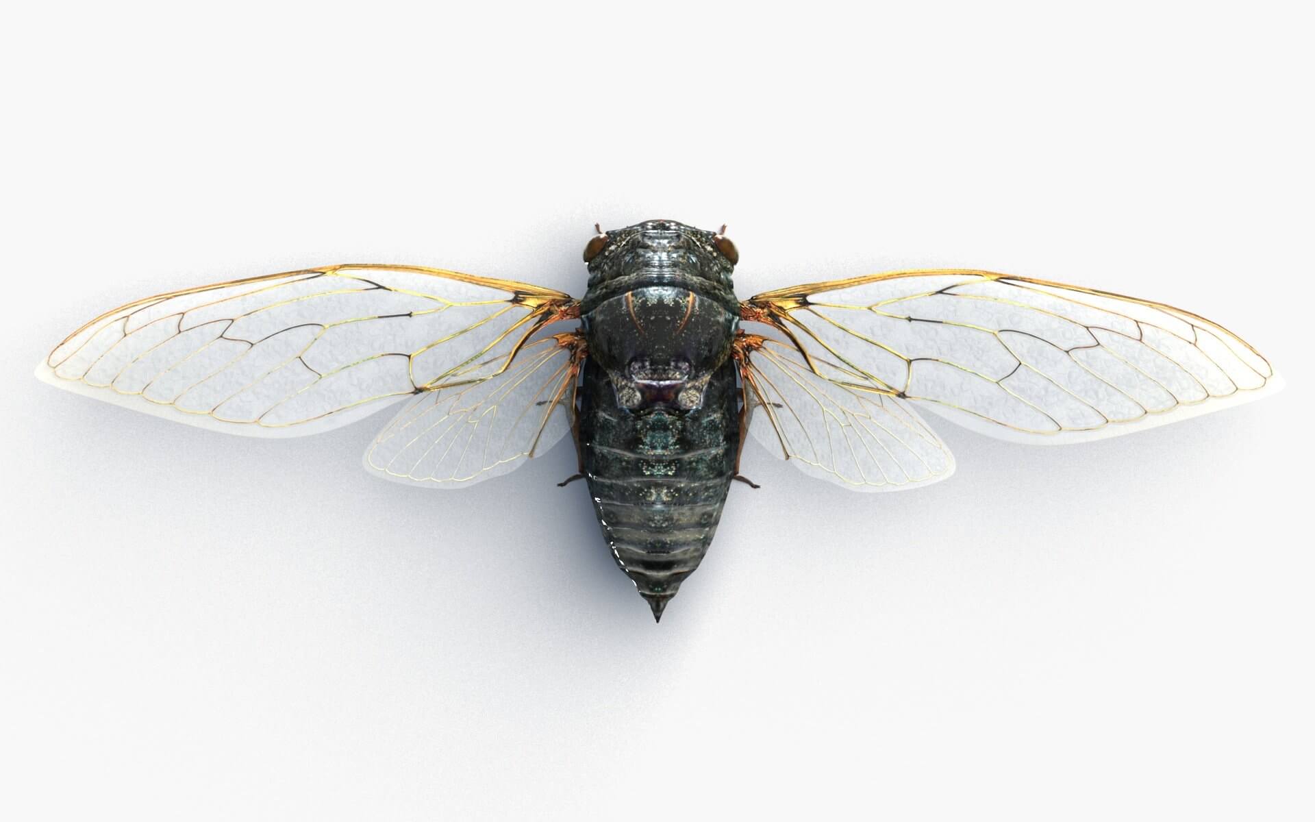 Cicada - 3D Model by tomoplace