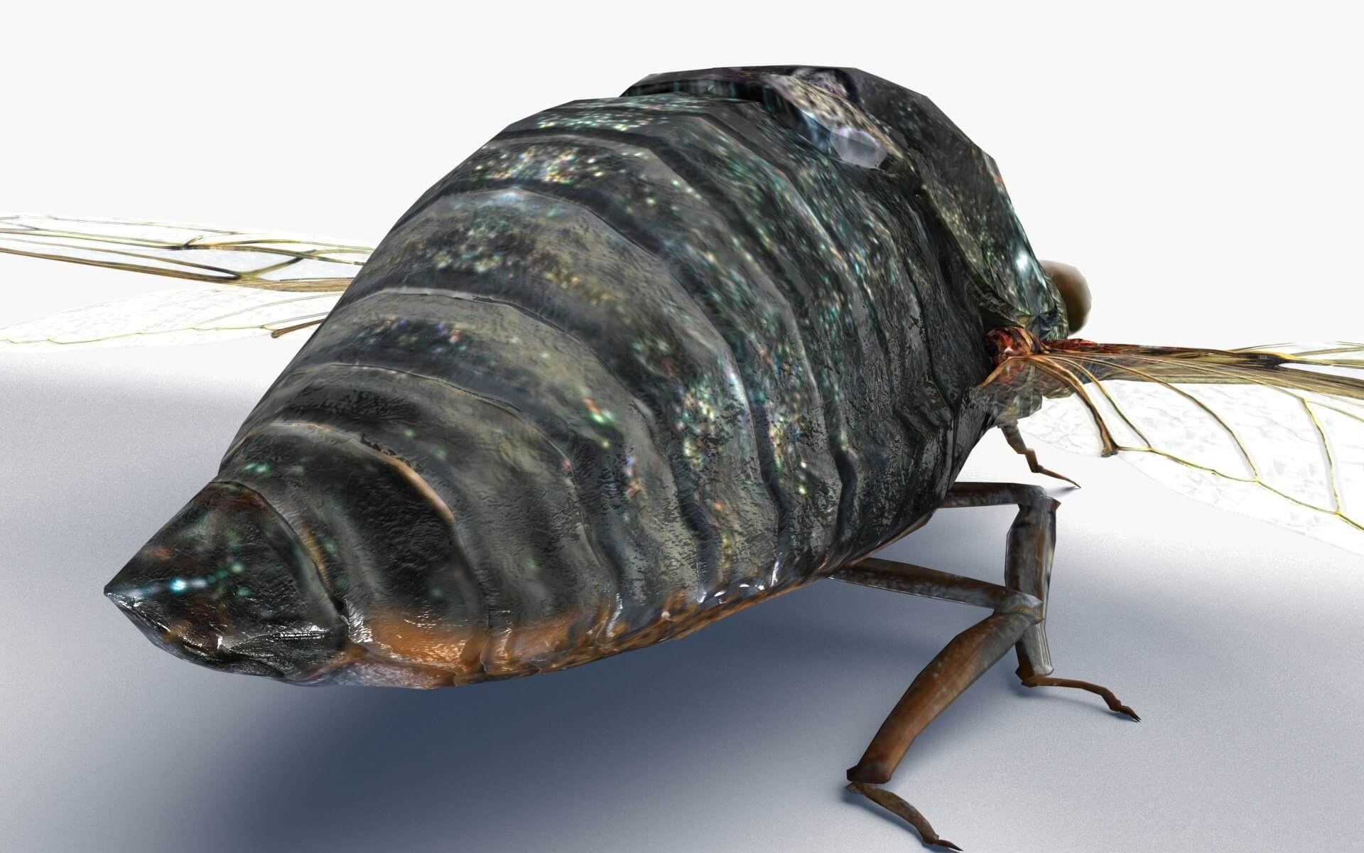 Cicada - 3D Model by tomoplace