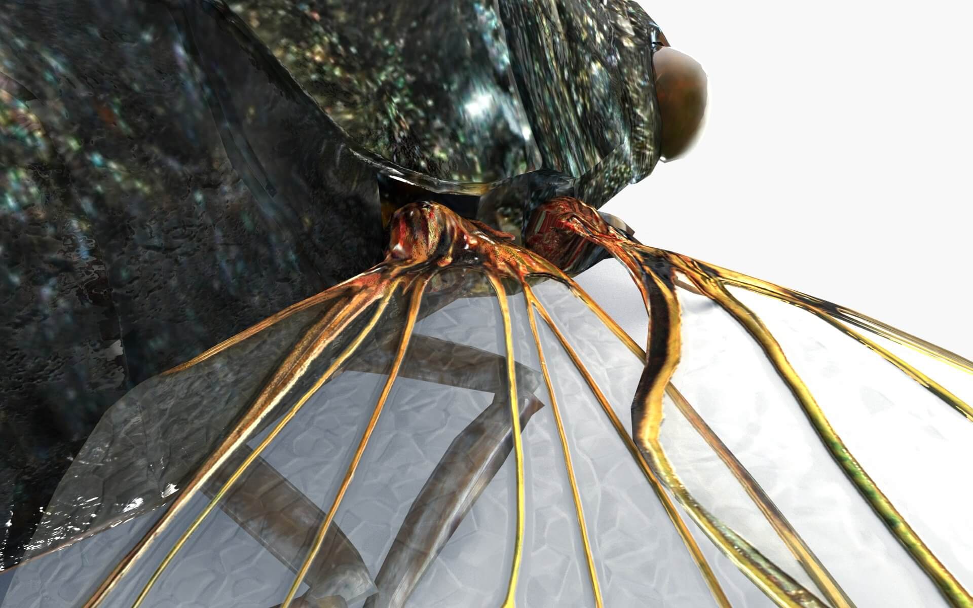 Cicada - 3D Model by tomoplace