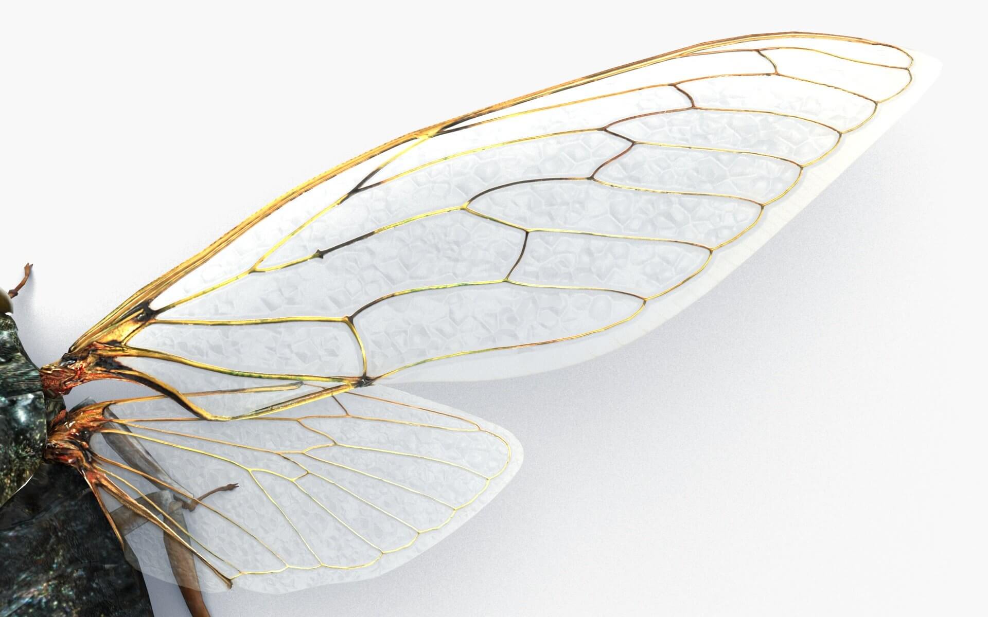 Cicada - 3D Model by tomoplace