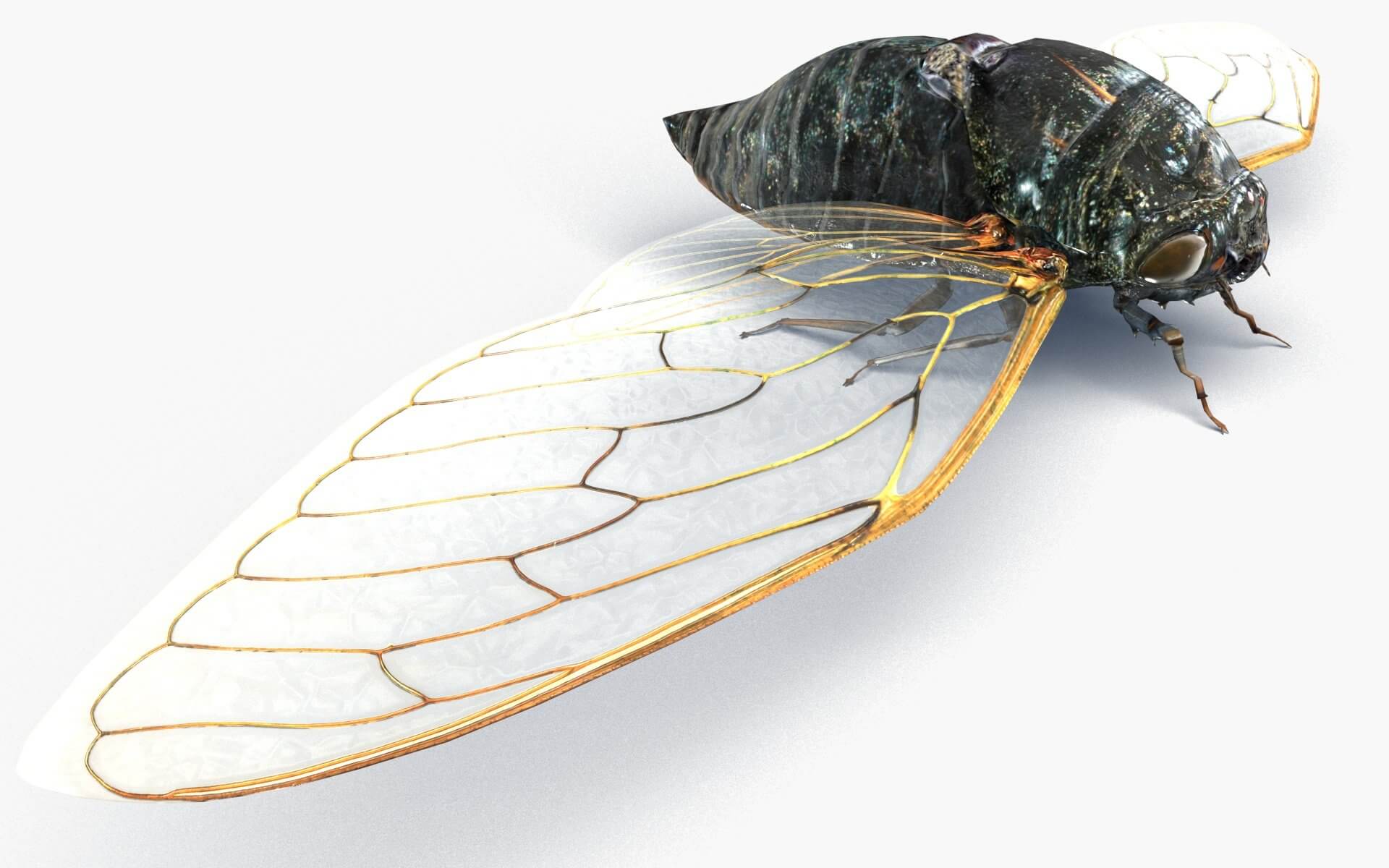Cicada - 3D Model by tomoplace