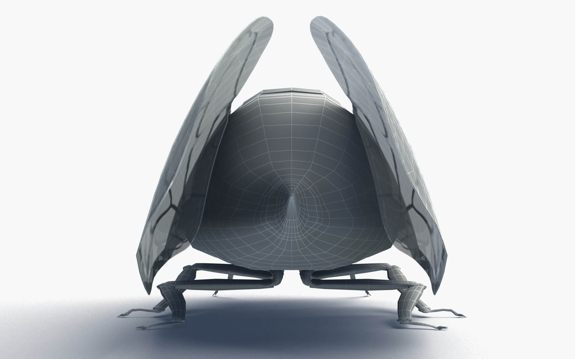 Cicada - 3D Model by tomoplace