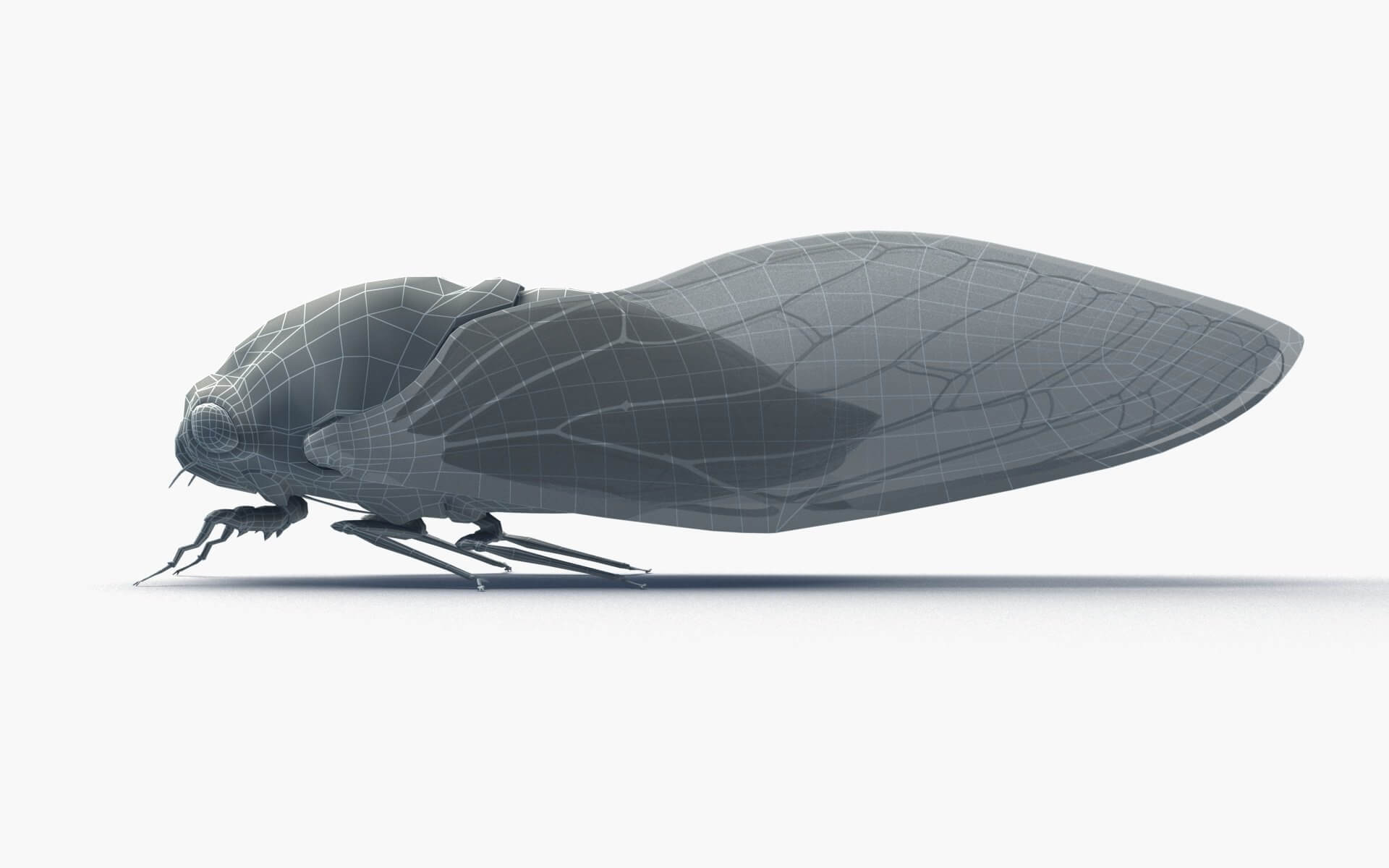 Cicada - 3D Model by tomoplace