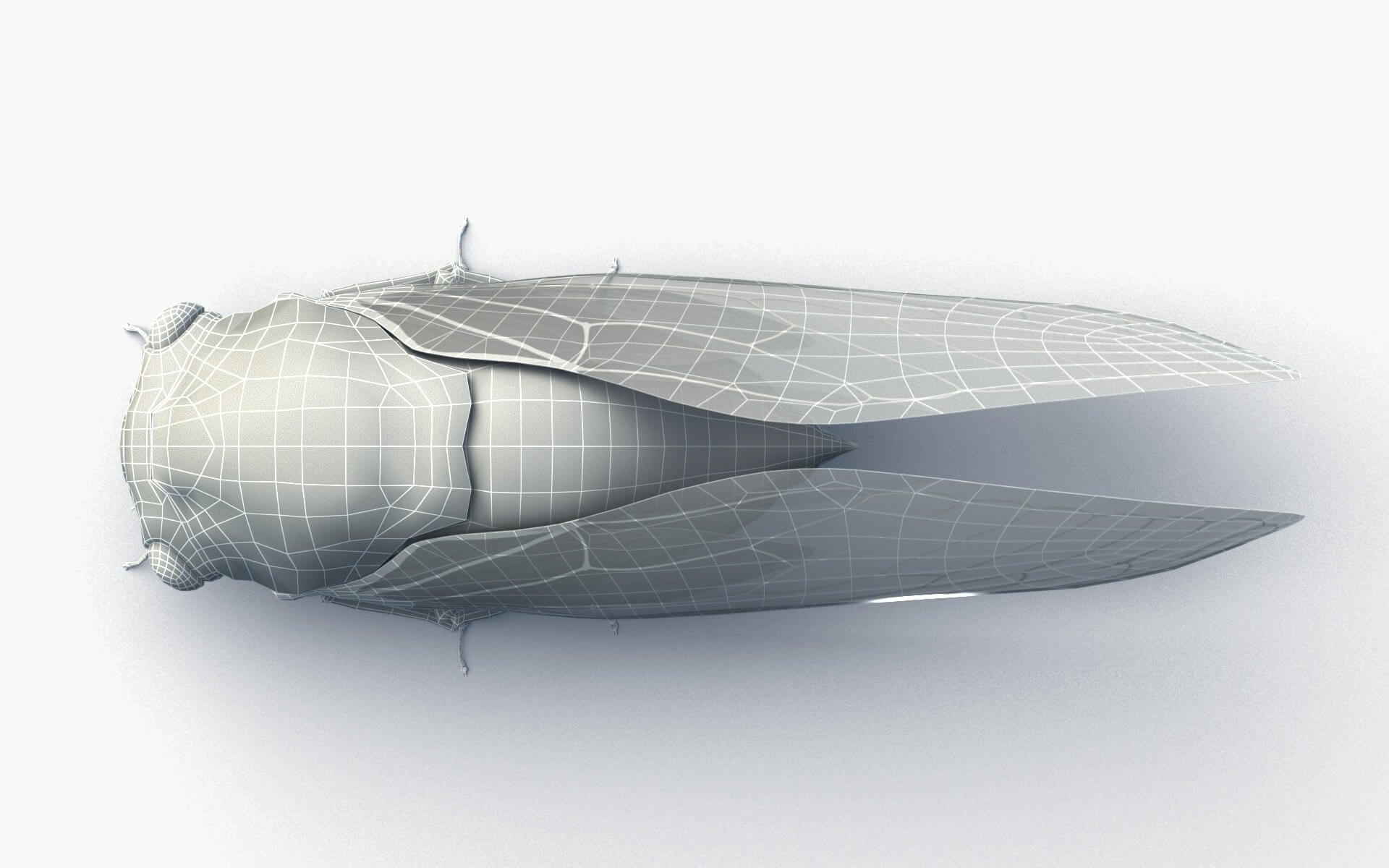 Cicada - 3D Model by tomoplace