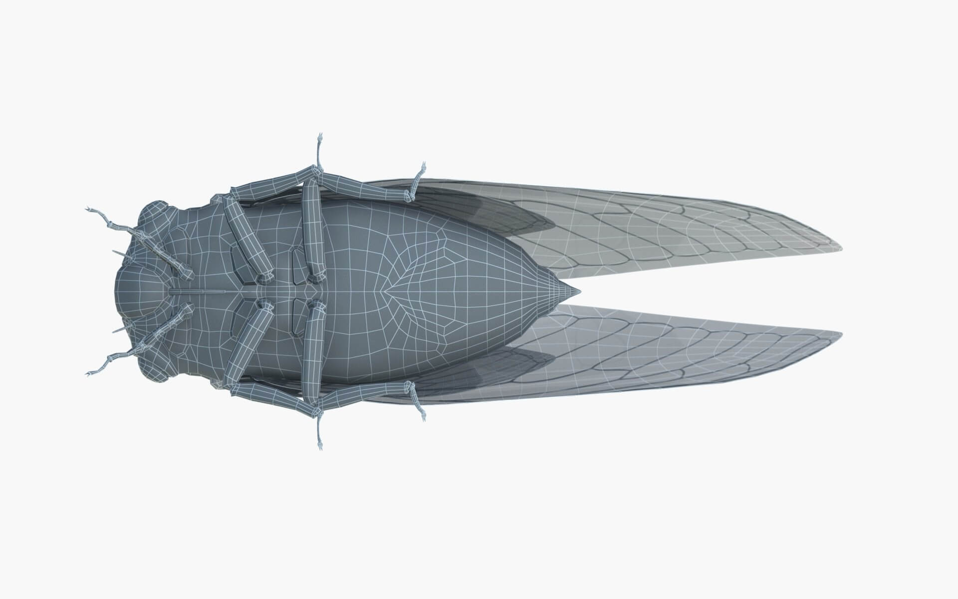 Cicada - 3D Model by tomoplace