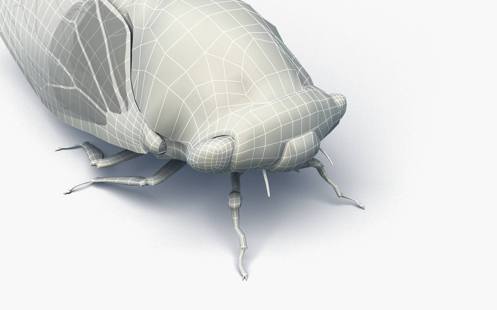 Cicada - 3D Model by tomoplace