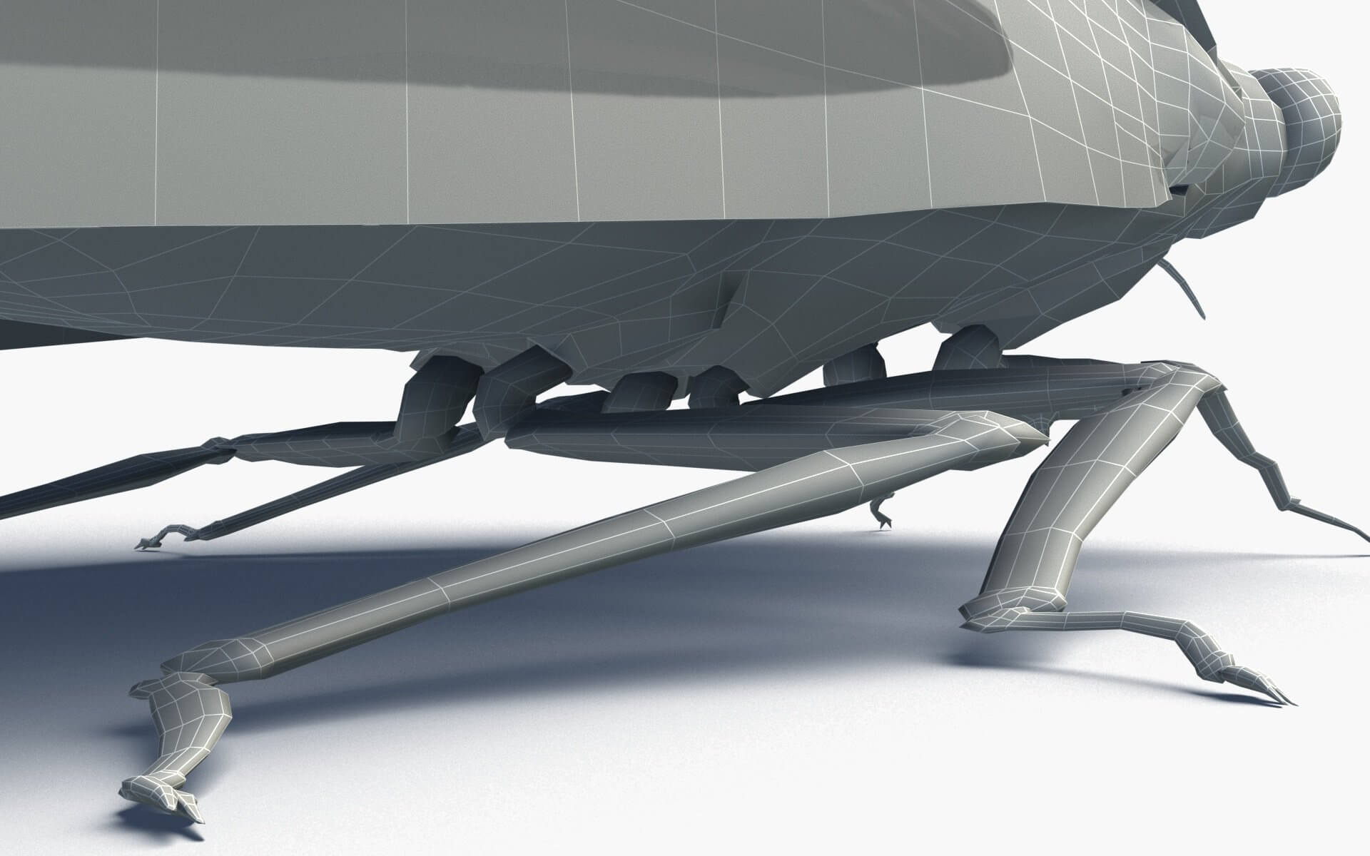 Cicada - 3D Model by tomoplace