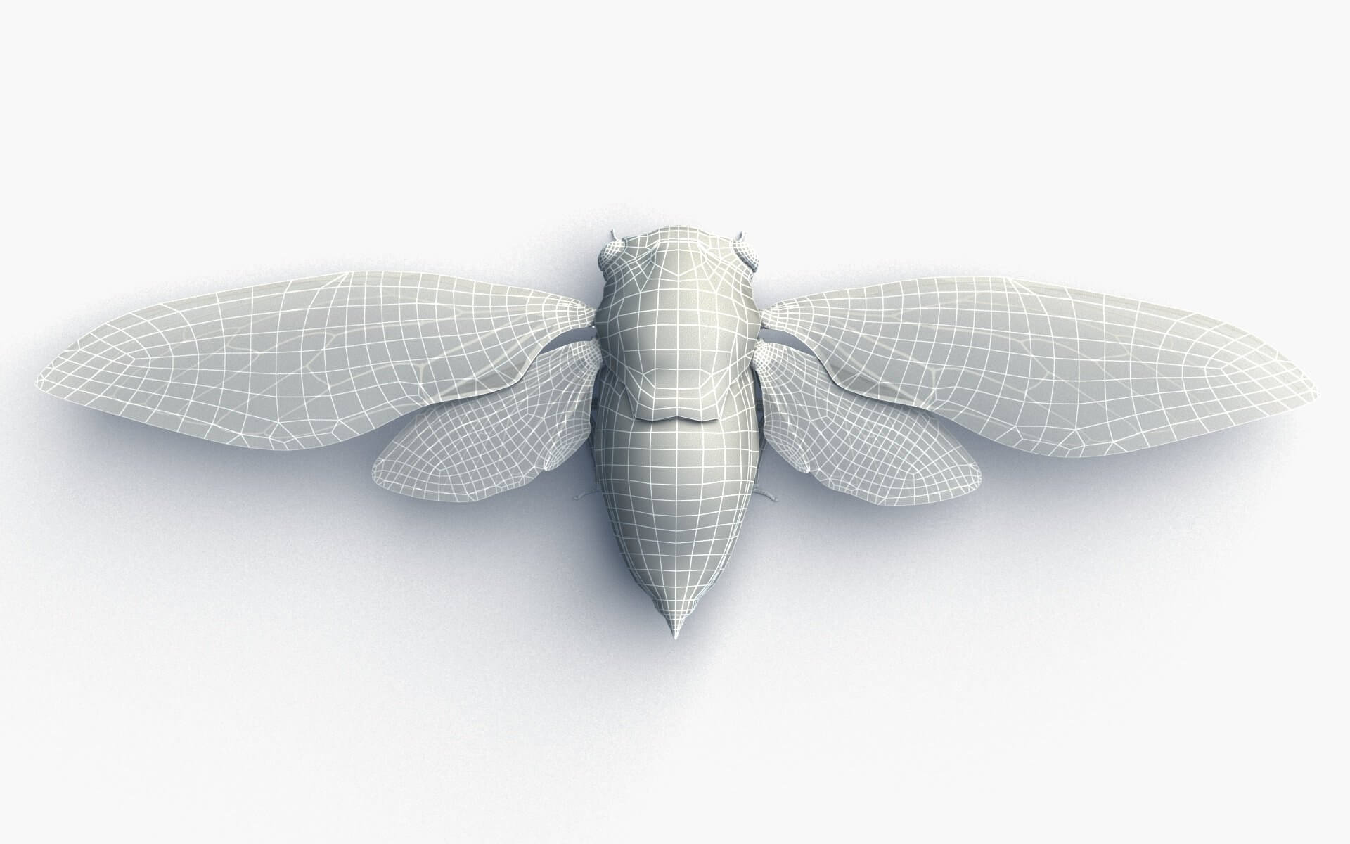 Cicada - 3D Model by tomoplace