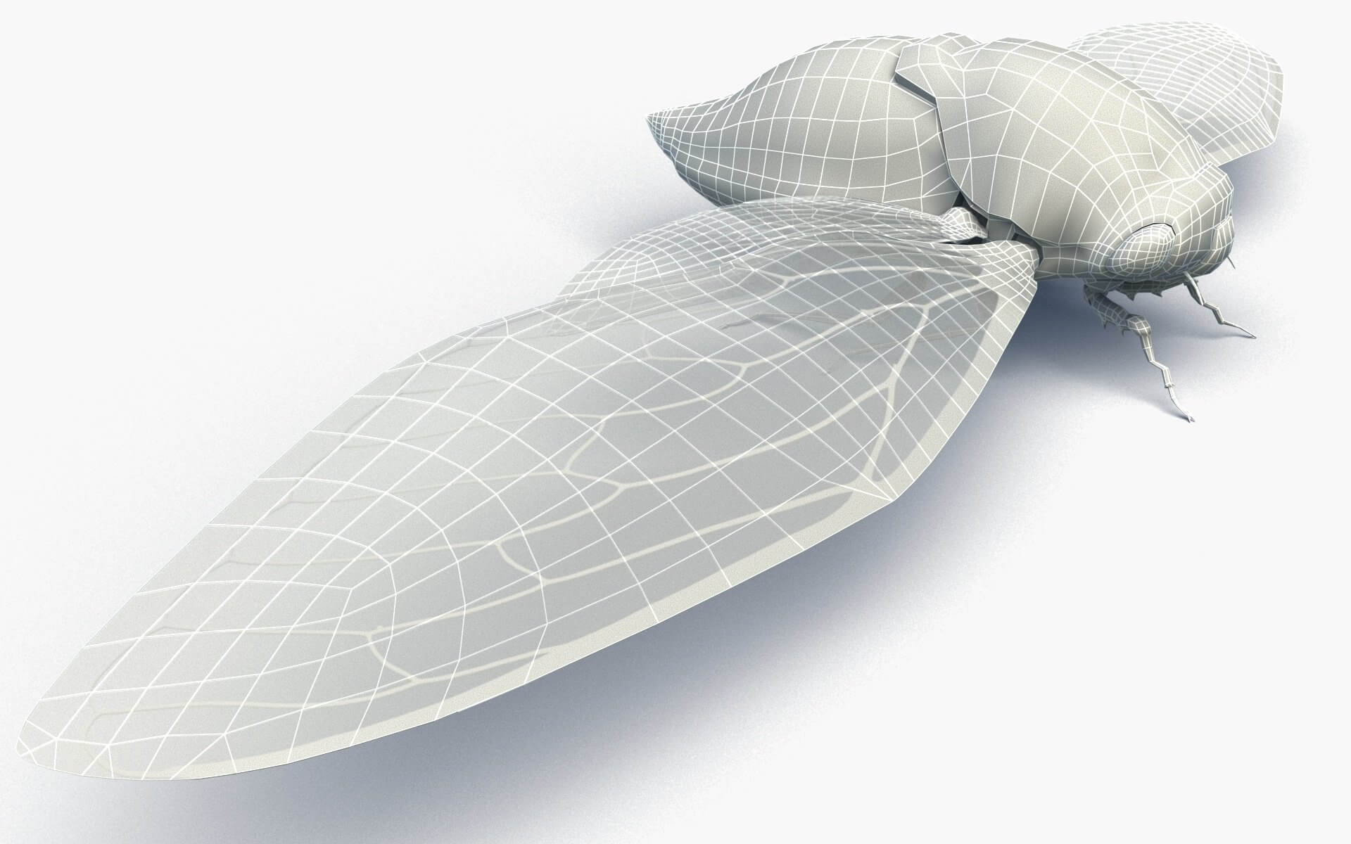 Cicada - 3D Model by tomoplace