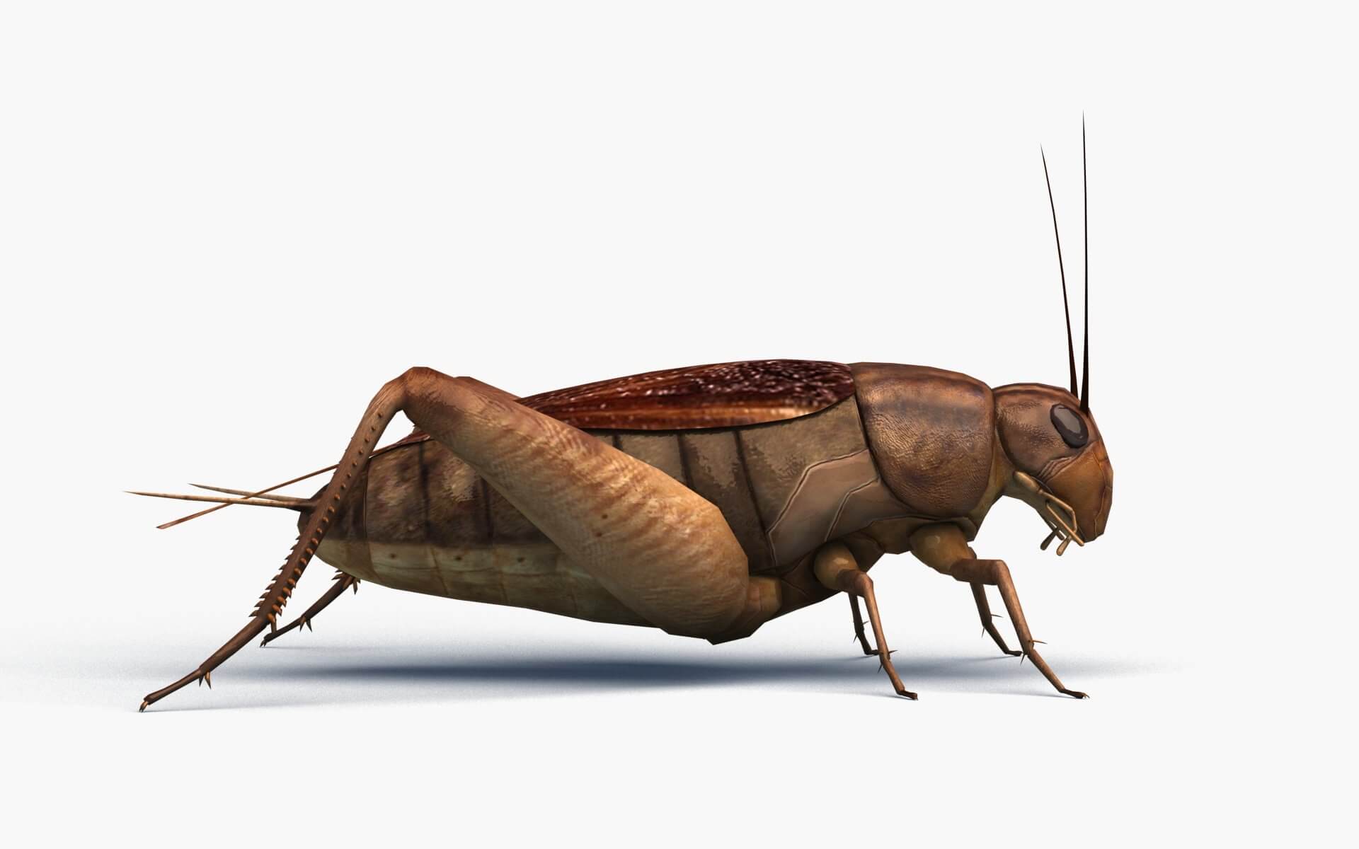 Cricket - 3D Model by tomoplace