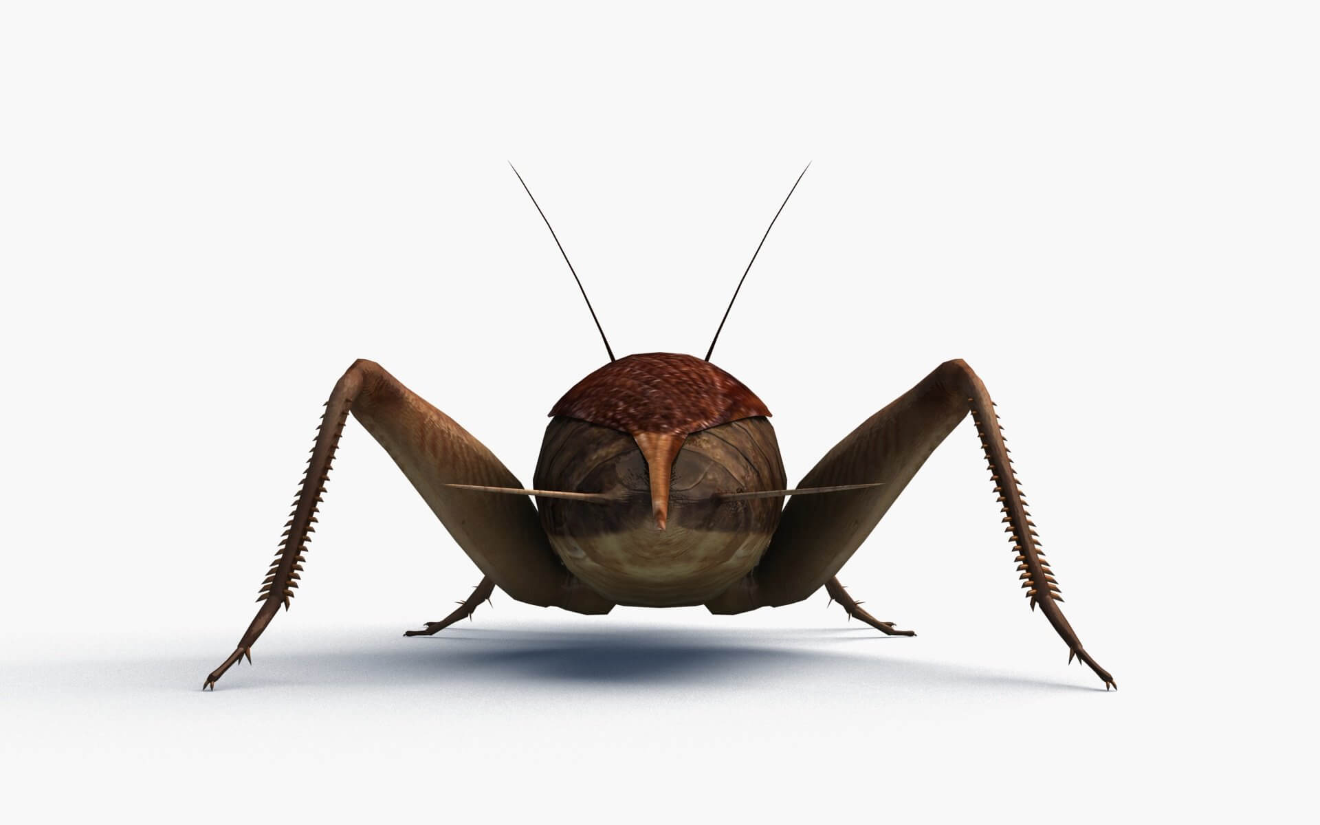Cricket - 3D Model by tomoplace