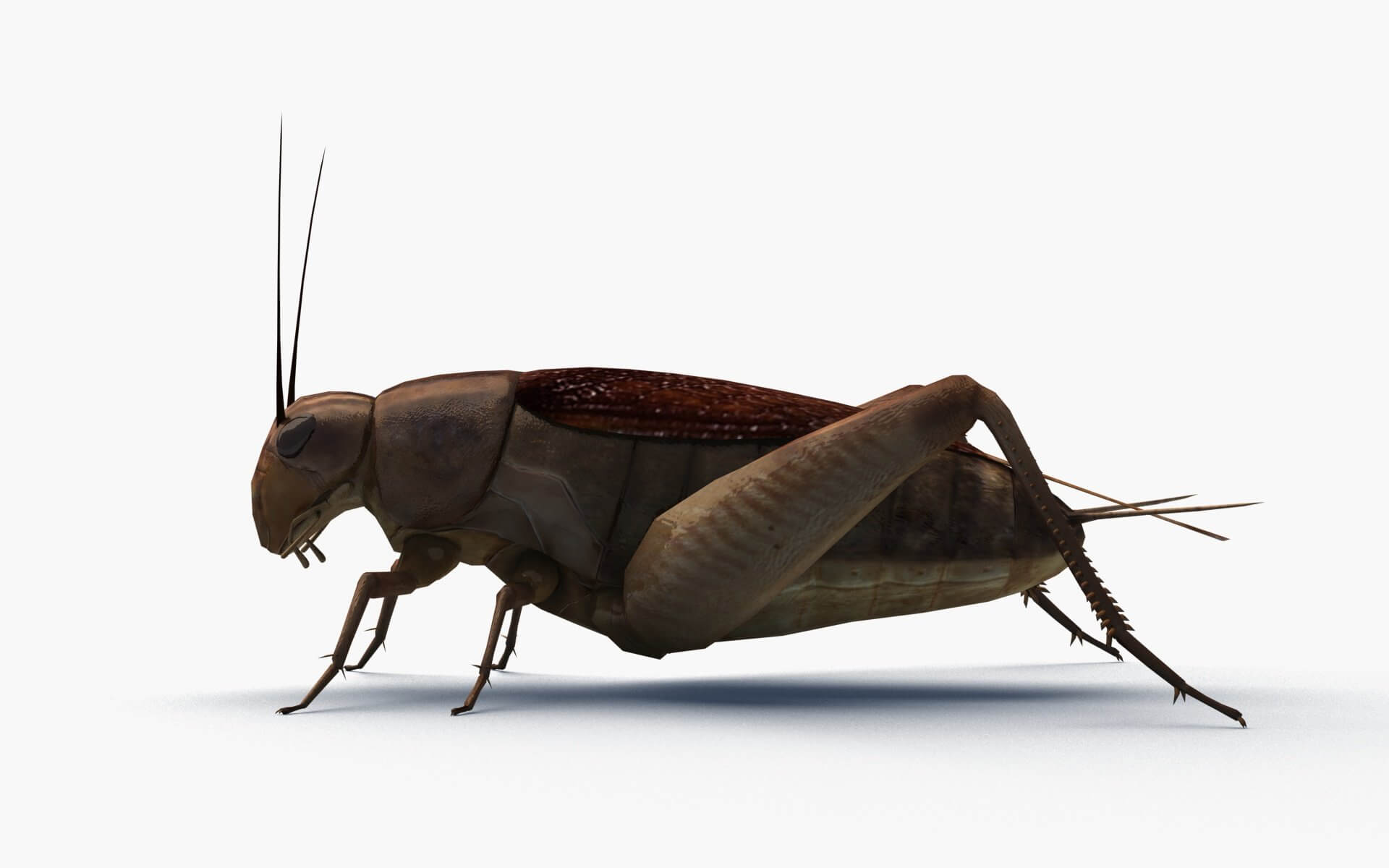 Cricket - 3D Model by tomoplace