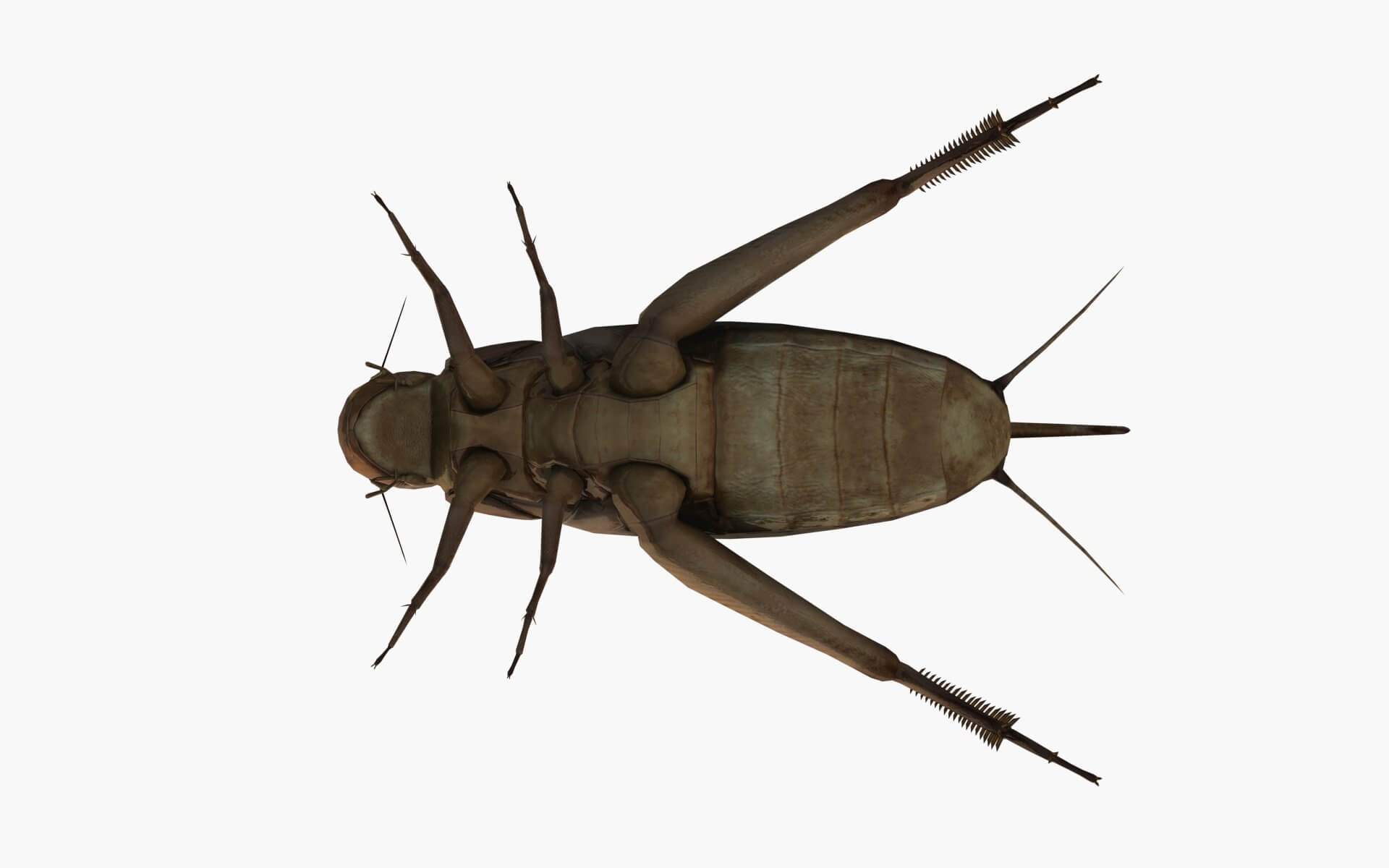 Cricket - 3D Model by tomoplace