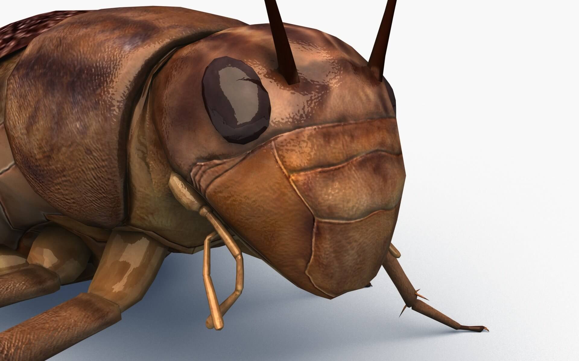Cricket - 3D Model by tomoplace