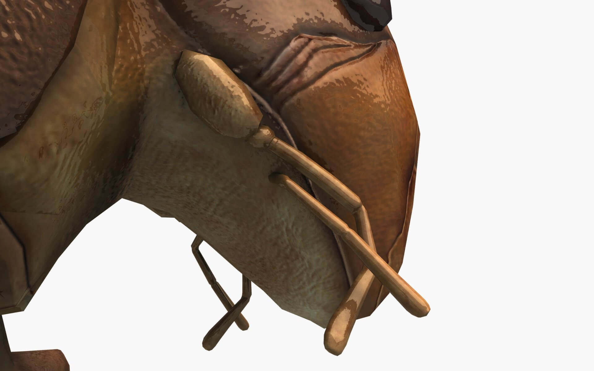 Cricket - 3D Model by tomoplace