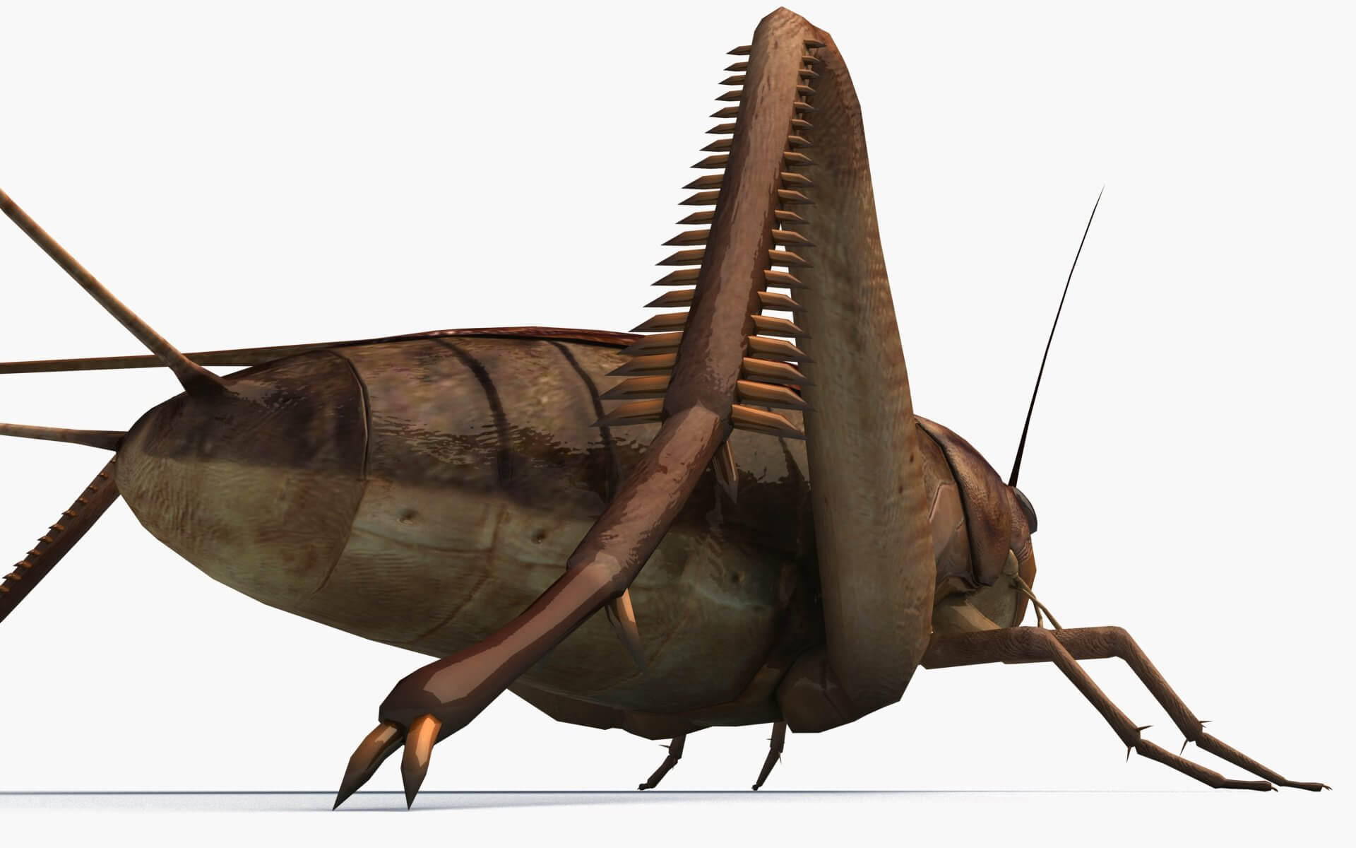 Cricket - 3D Model by tomoplace