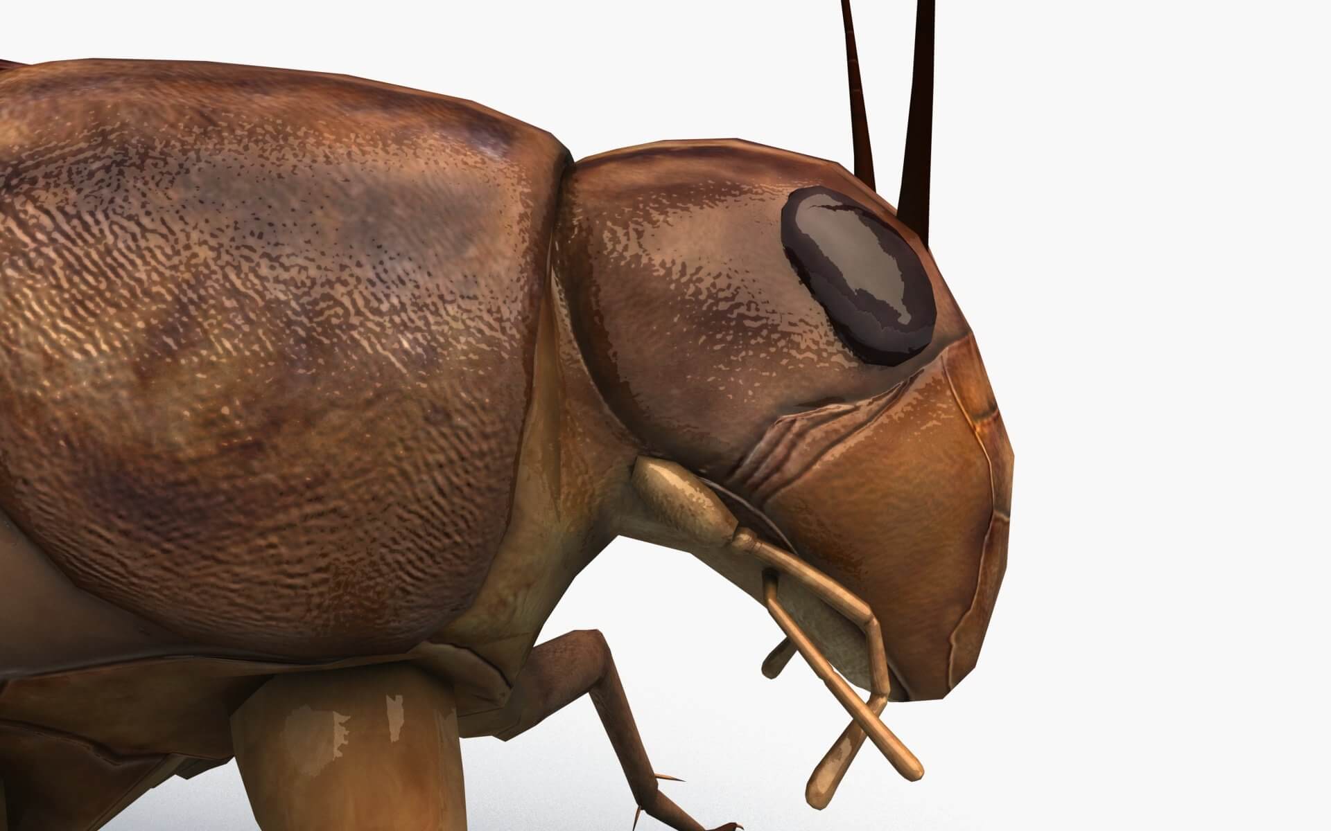 Cricket - 3D Model by tomoplace