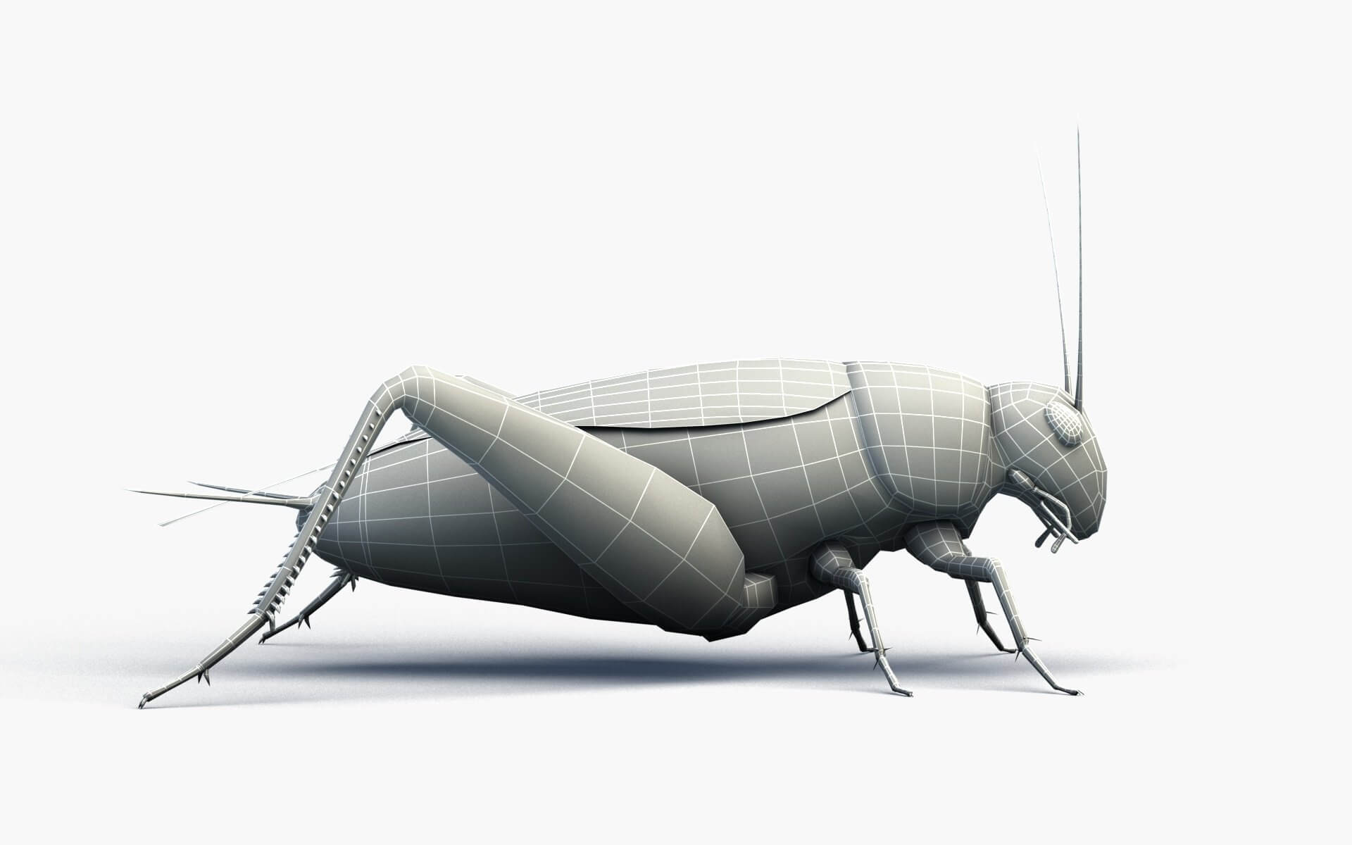 Cricket - 3D Model by tomoplace