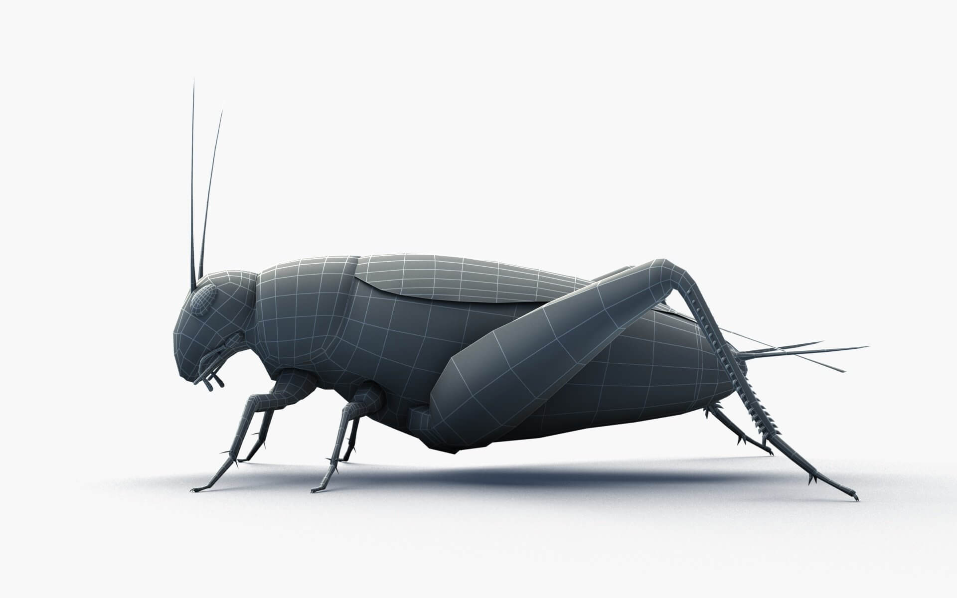 Cricket - 3D Model by tomoplace