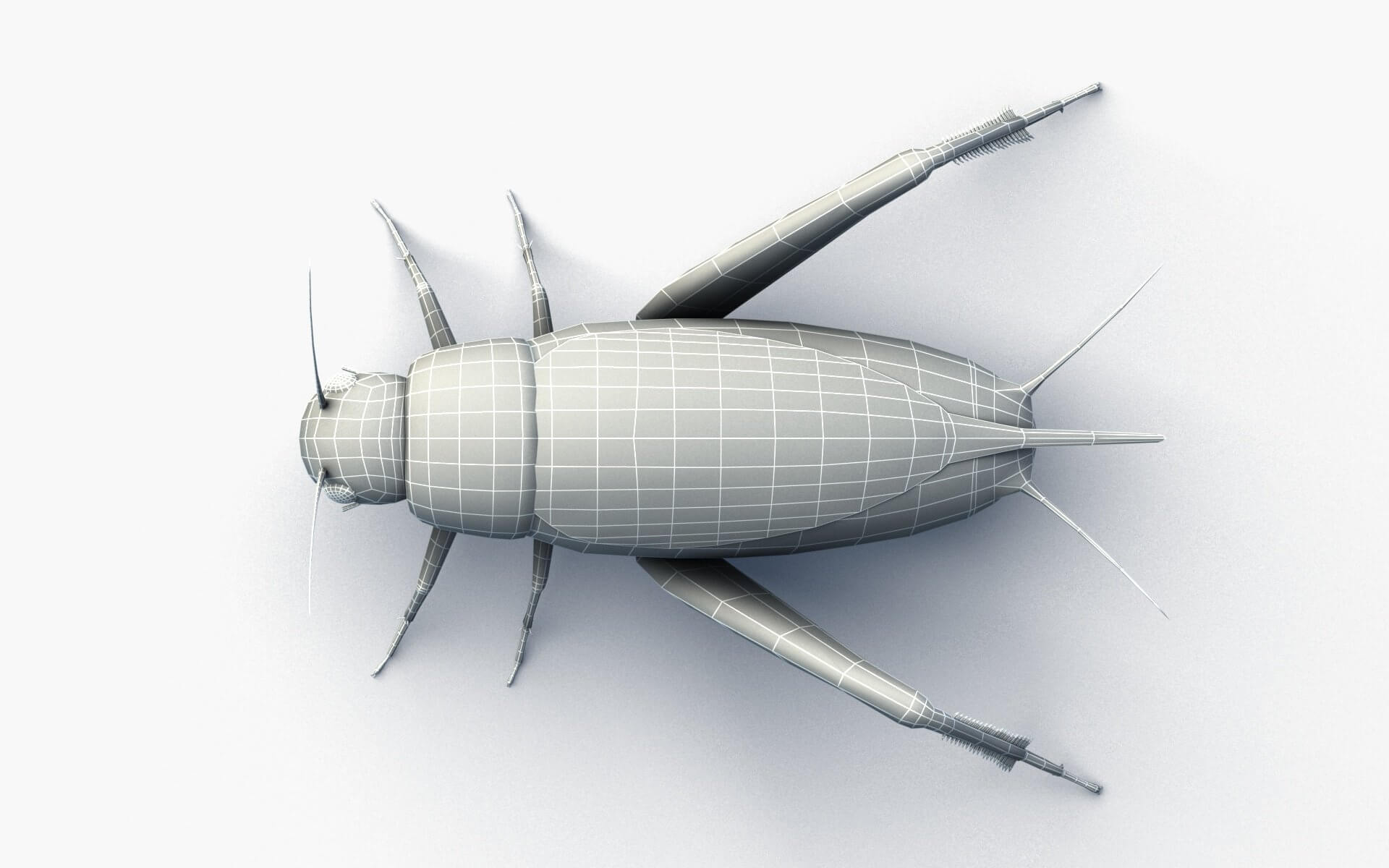 Cricket - 3D Model by tomoplace