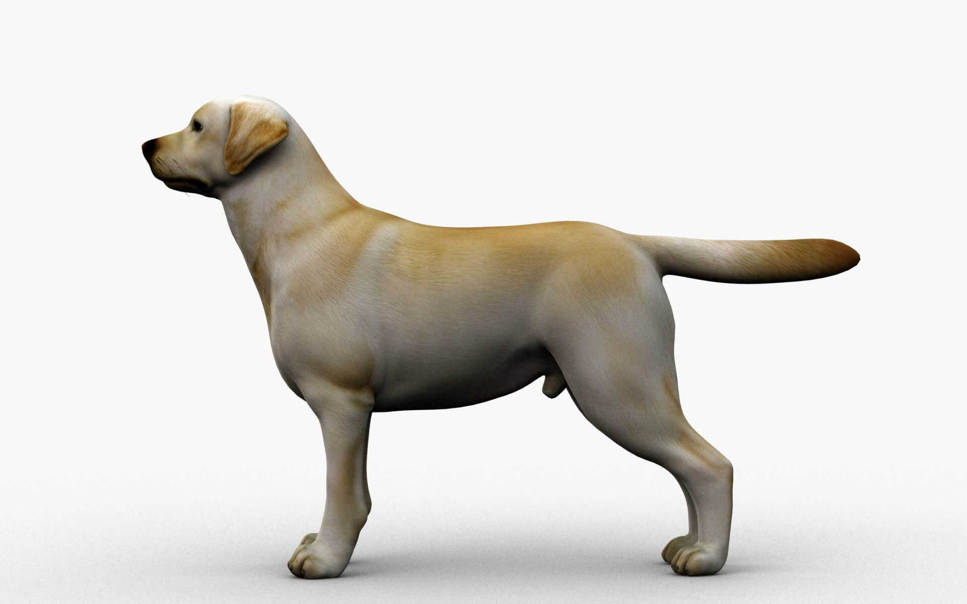 Labrador Retriever Dog - 3D Model by tomoplace