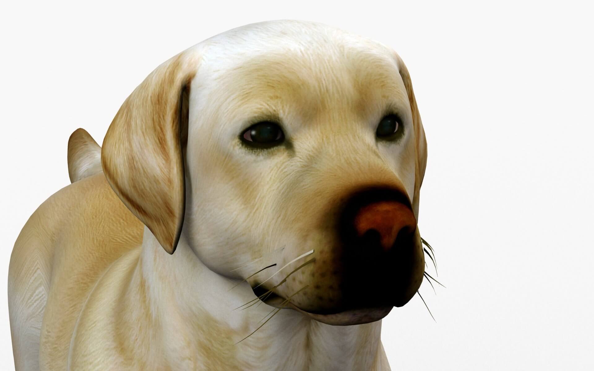 Labrador Retriever Dog - 3D Model by tomoplace