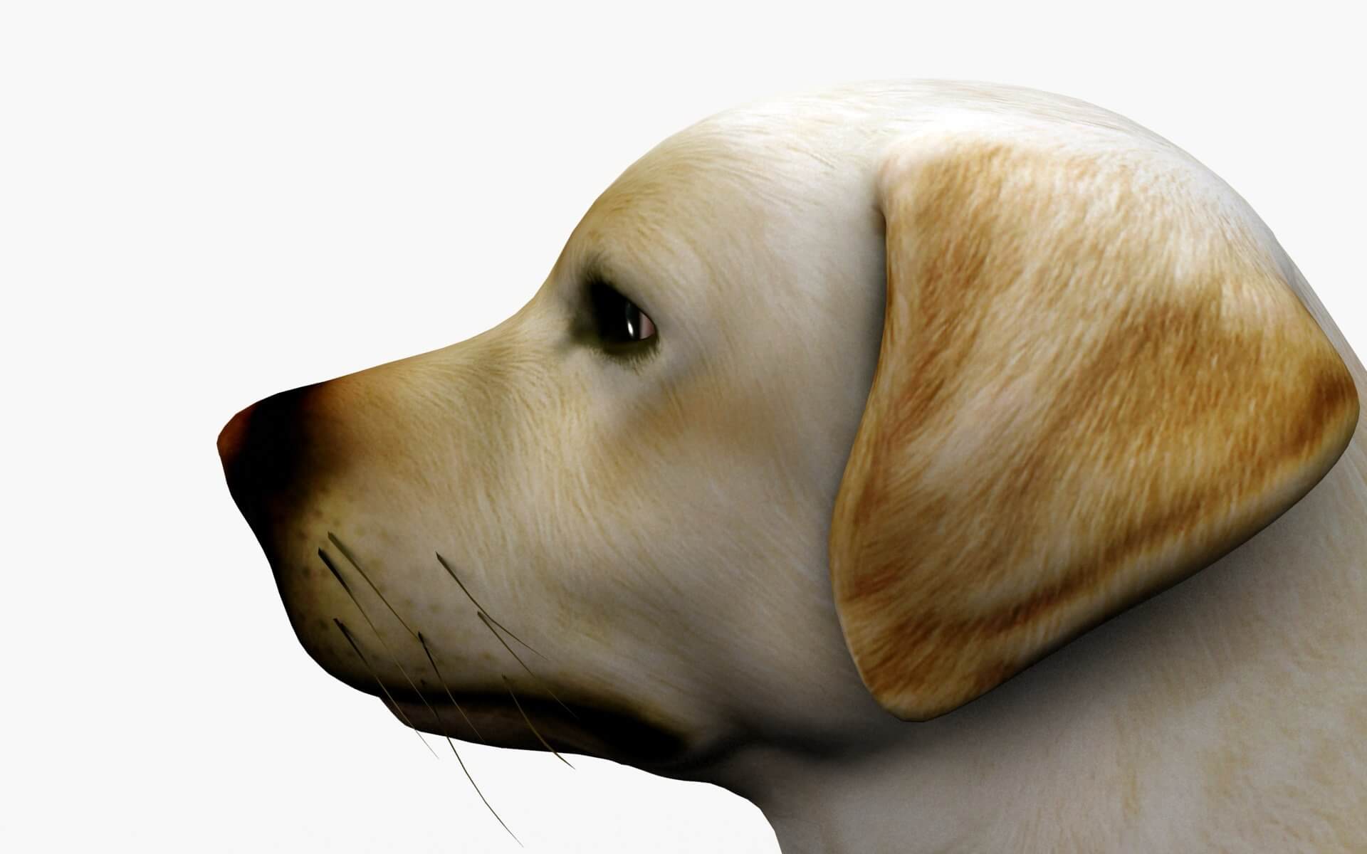 Labrador Retriever Dog - 3D Model by tomoplace