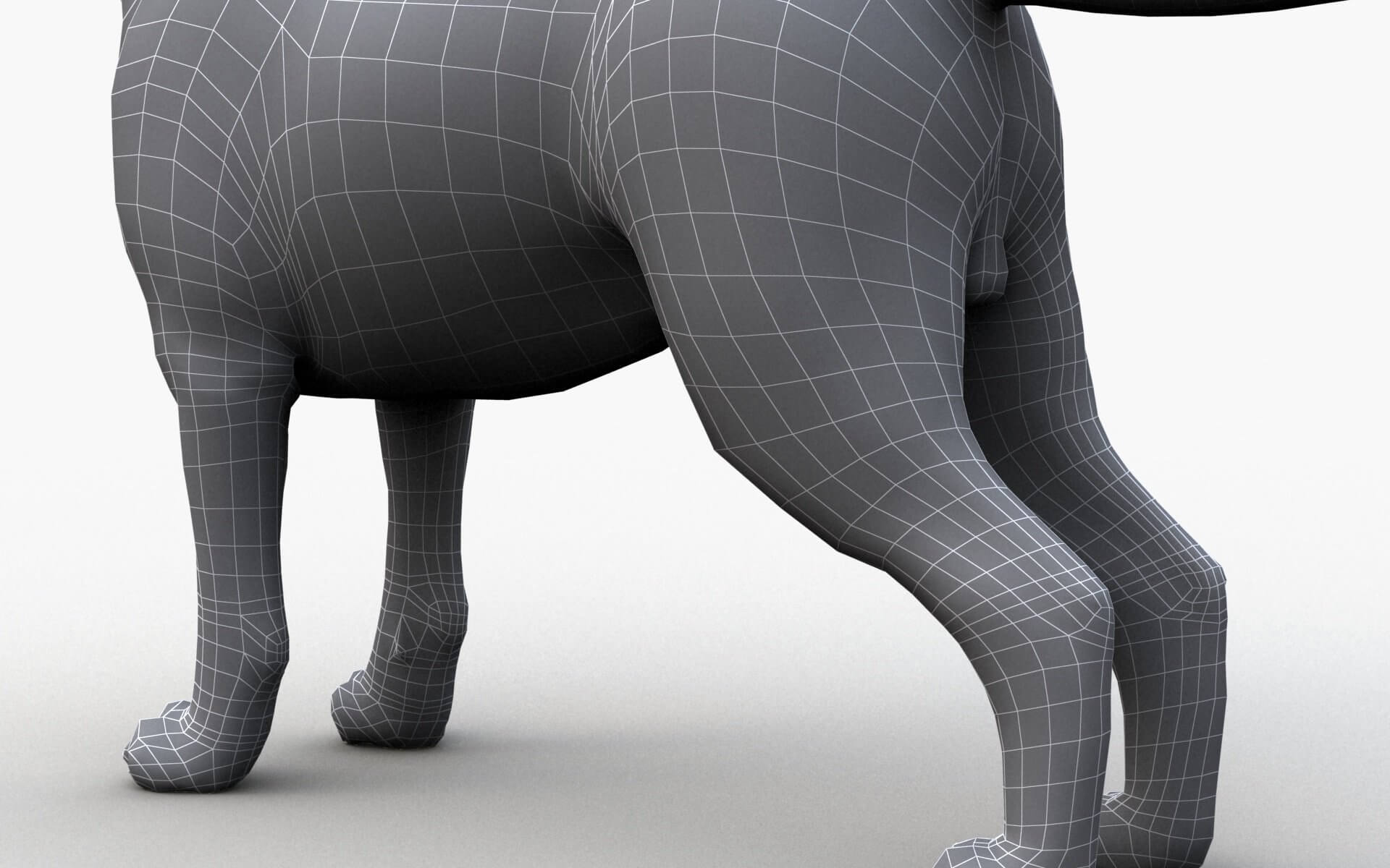 Labrador Retriever Dog - 3D Model by tomoplace