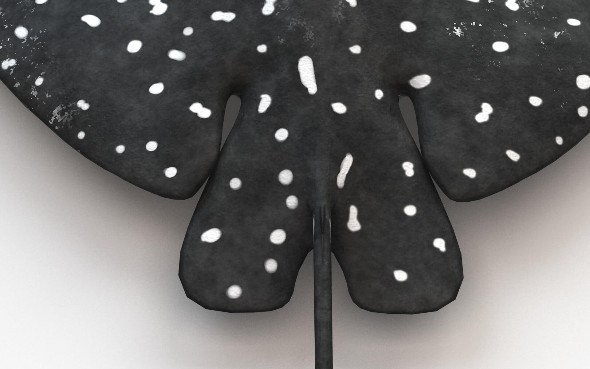 Spotted Eagle Ray - 3D Model by tomoplace