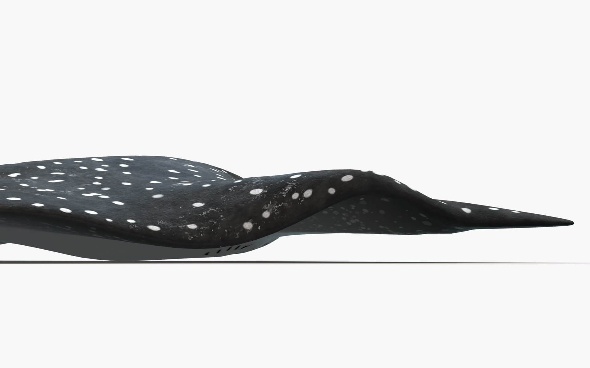 Spotted Eagle Ray - 3D Model by tomoplace