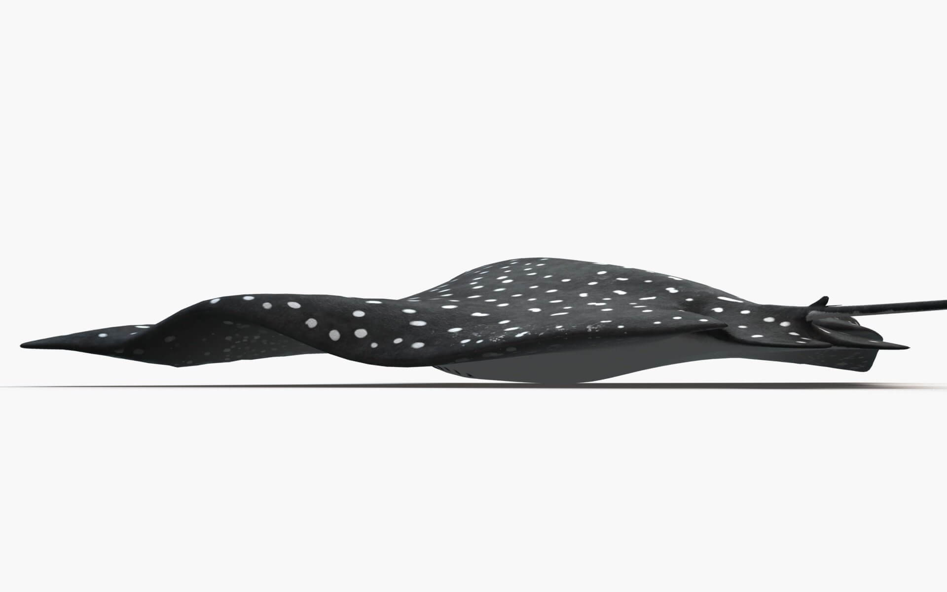 Spotted Eagle Ray - 3D Model by tomoplace