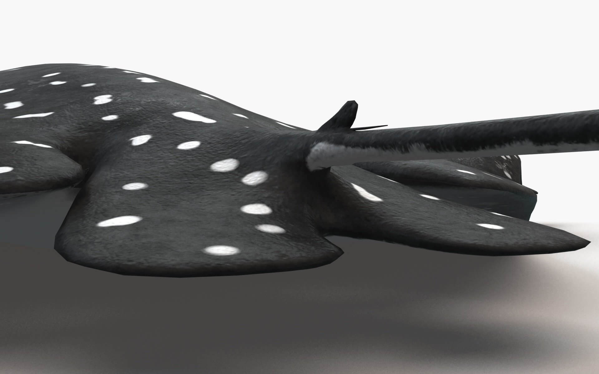 Spotted Eagle Ray - 3D Model by tomoplace