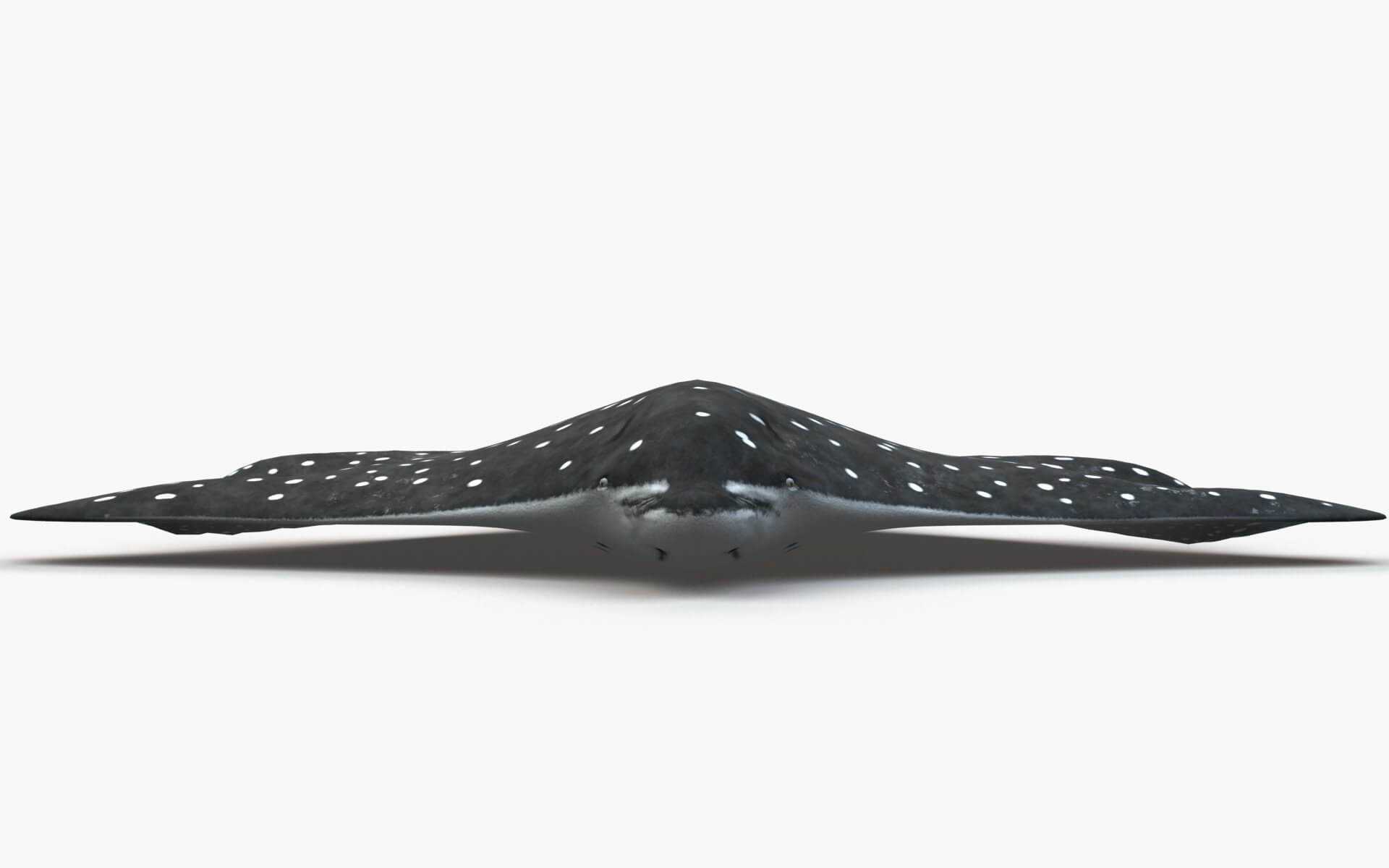 Spotted Eagle Ray - 3D Model by tomoplace