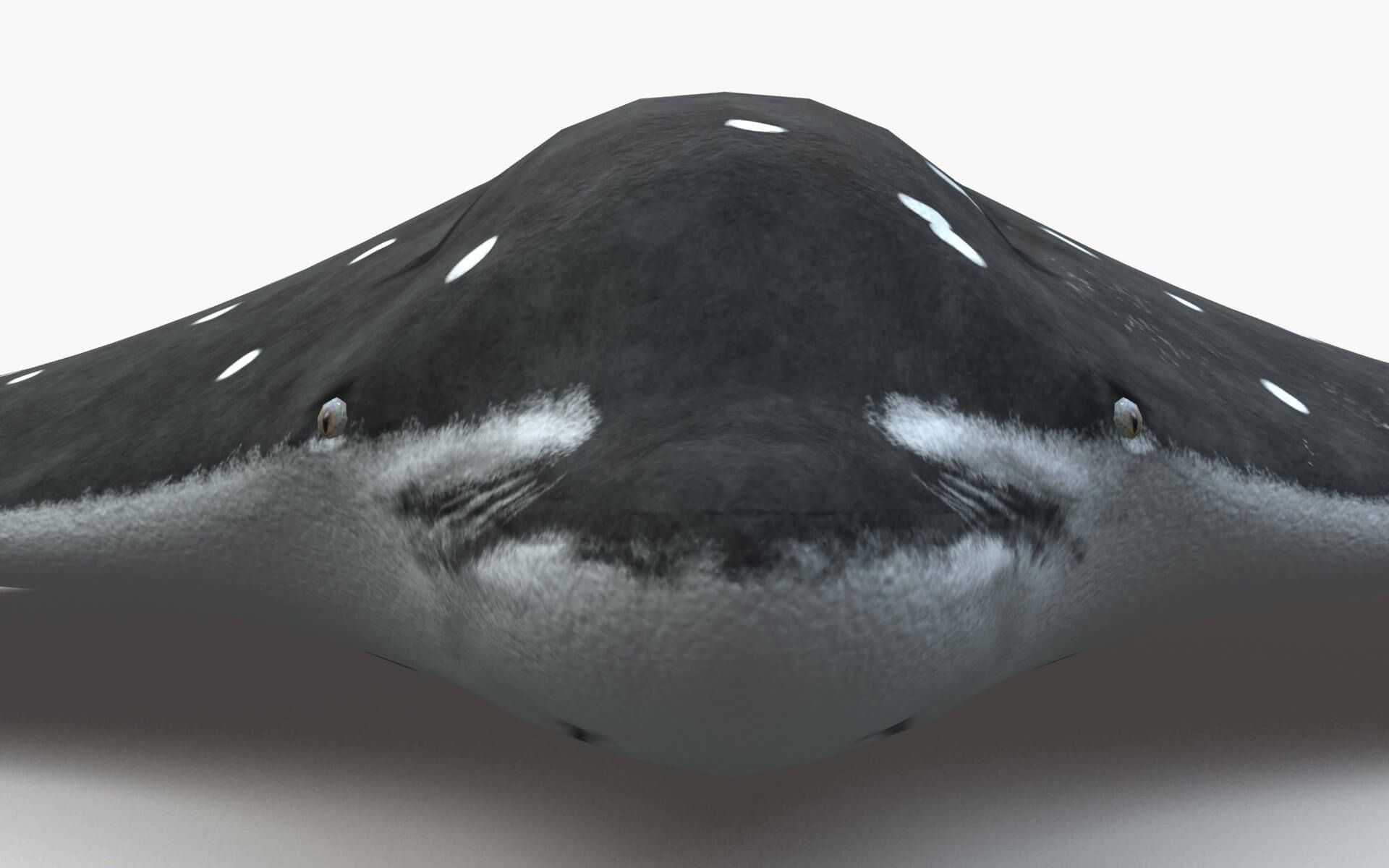 Spotted Eagle Ray - 3D Model by tomoplace