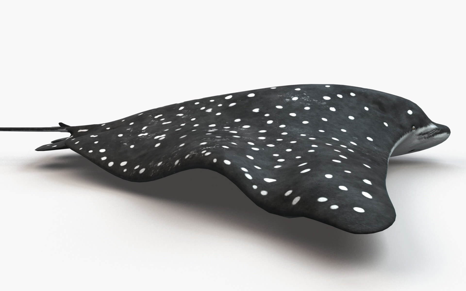 Spotted Eagle Ray - 3D Model by tomoplace