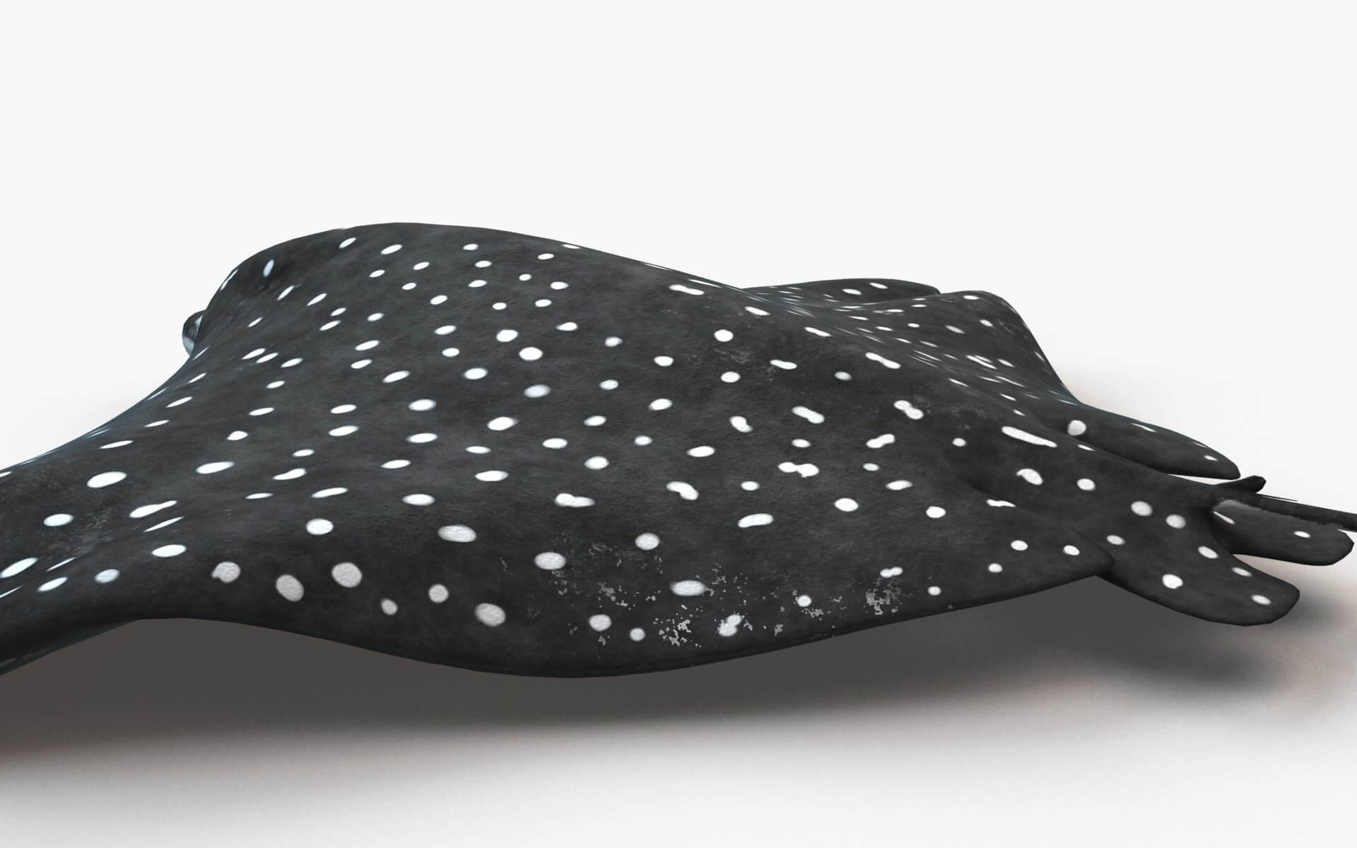 Spotted Eagle Ray - 3D Model by tomoplace