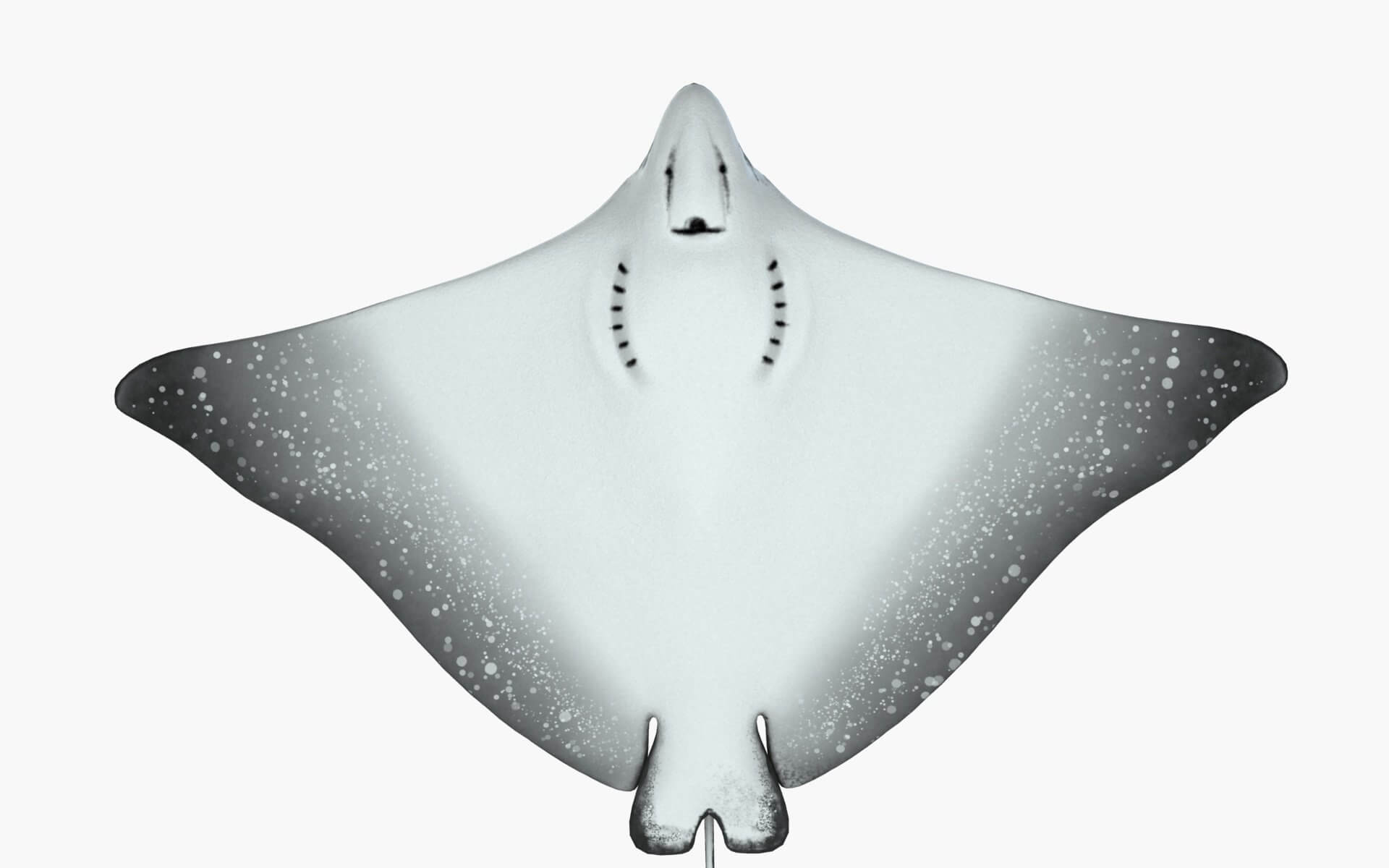 Spotted Eagle Ray - 3D Model by tomoplace