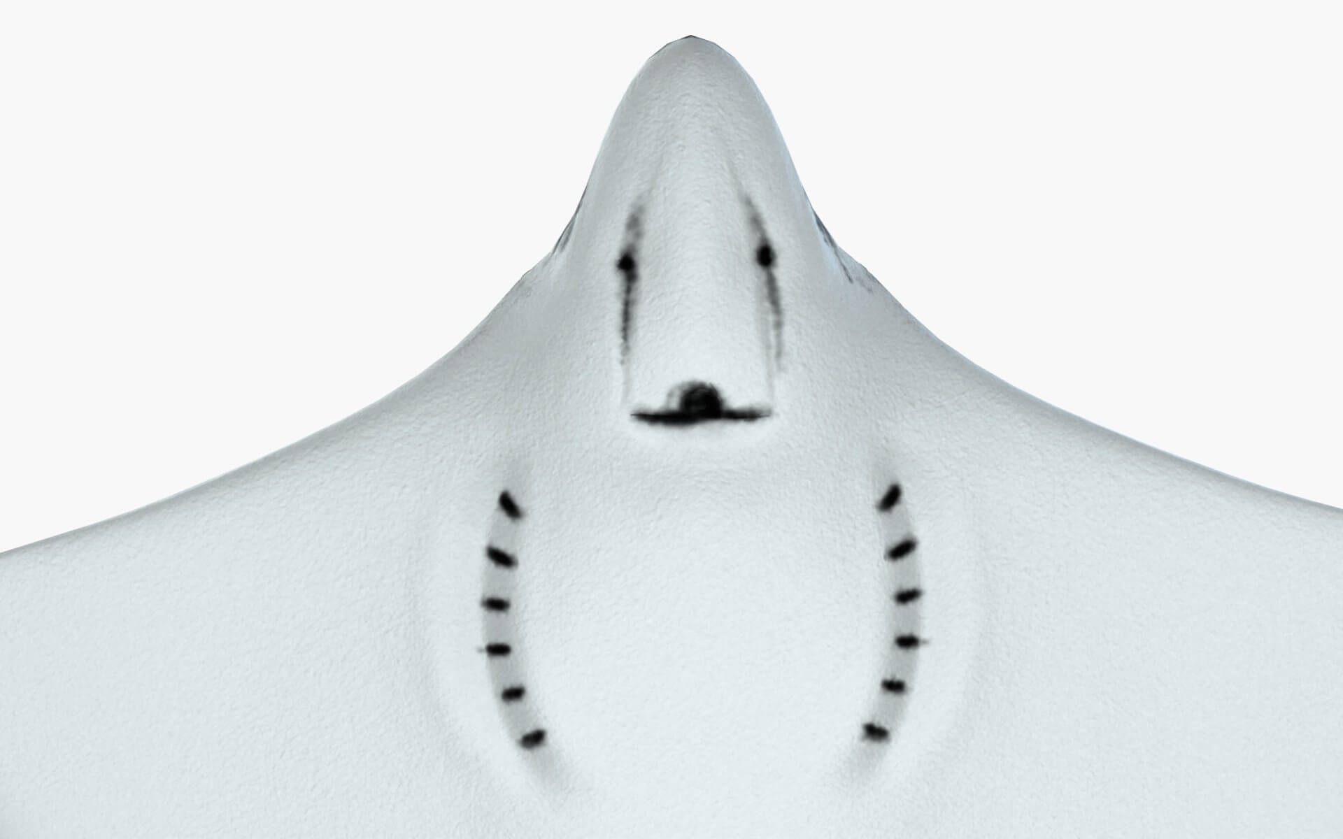 Spotted Eagle Ray - 3D Model by tomoplace