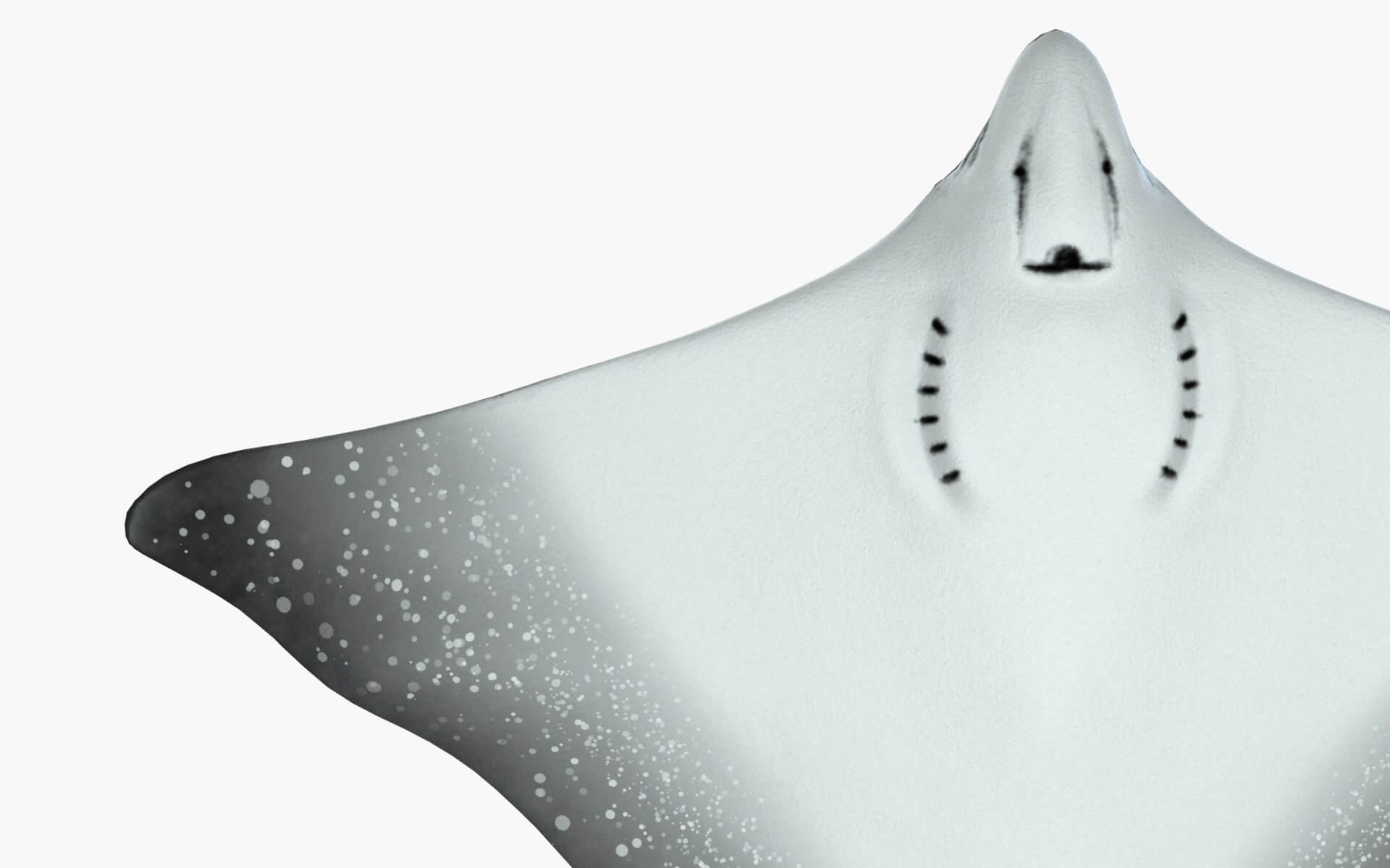 Spotted Eagle Ray - 3D Model by tomoplace