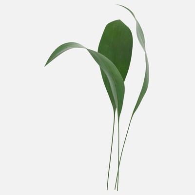 Aspidistra - 3D Model by Tornado Studios