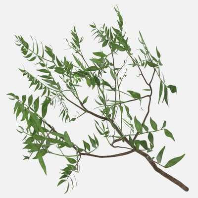 Pistachio - 3D Model by Tornado Studios